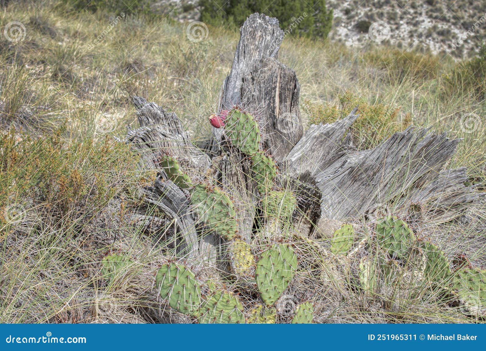 Ancient Tree Stump and Cactus Foiage Stock Image - Image of garden ...