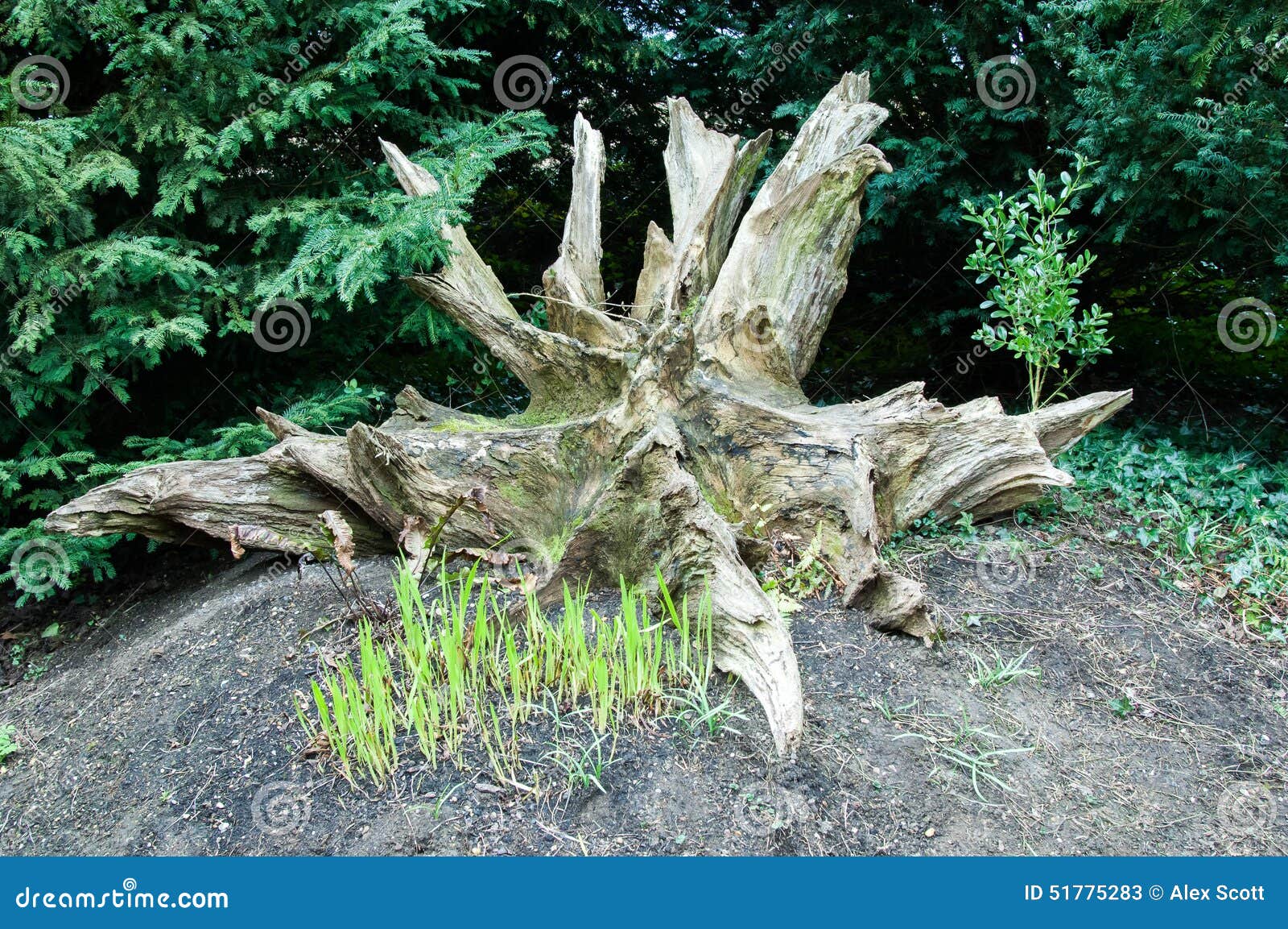 Ancient tree stump stock image. Image of ancient, informal - 51775283