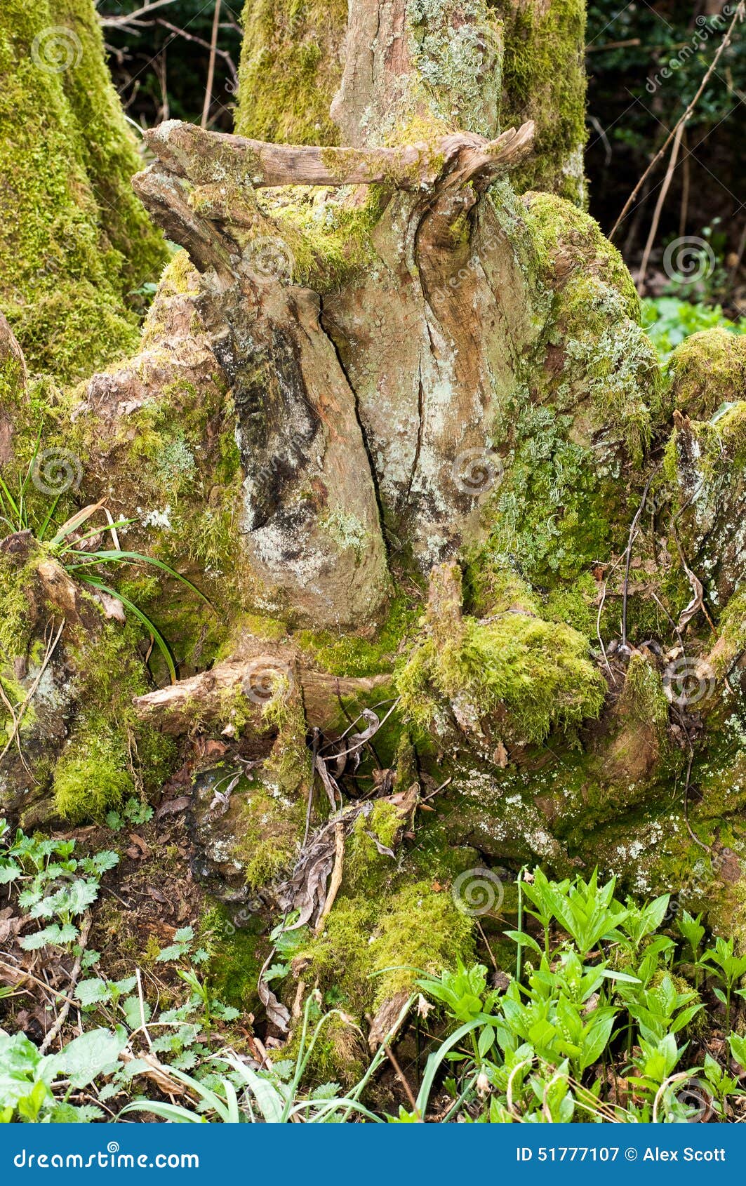 Ancient tree stump stock image. Image of garden, conservation - 51777107