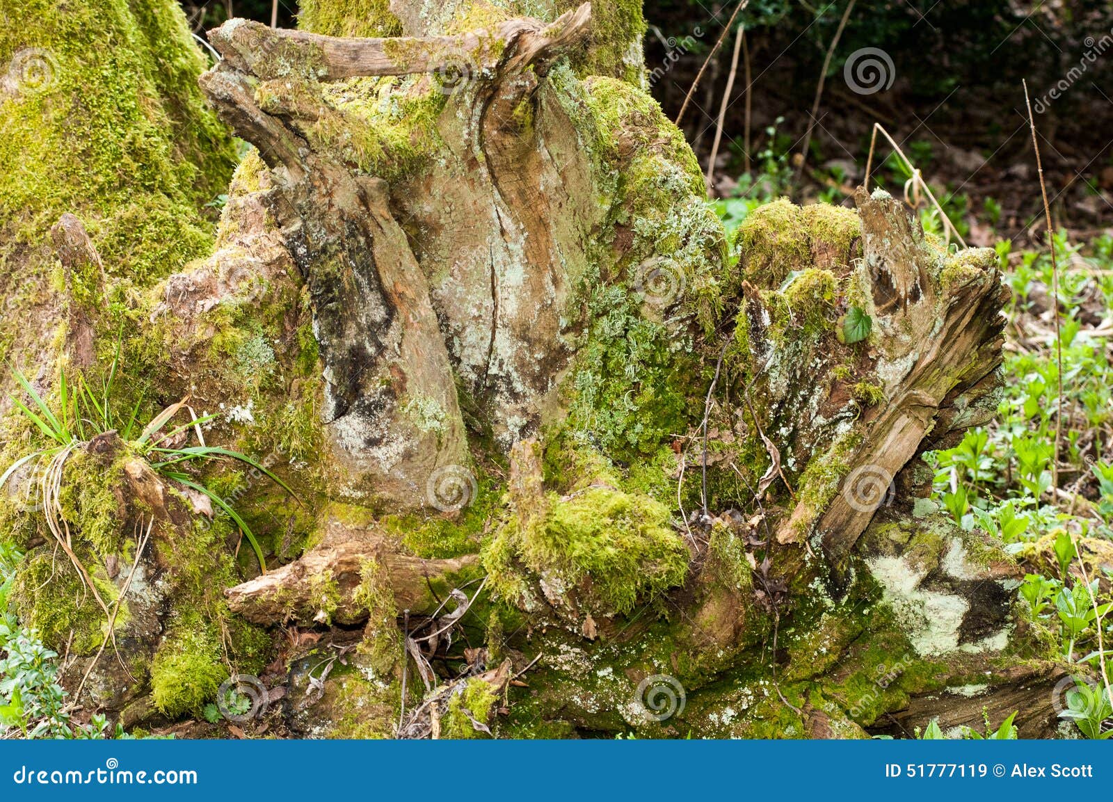 Ancient tree stump stock image. Image of forest, outcrop - 51777119