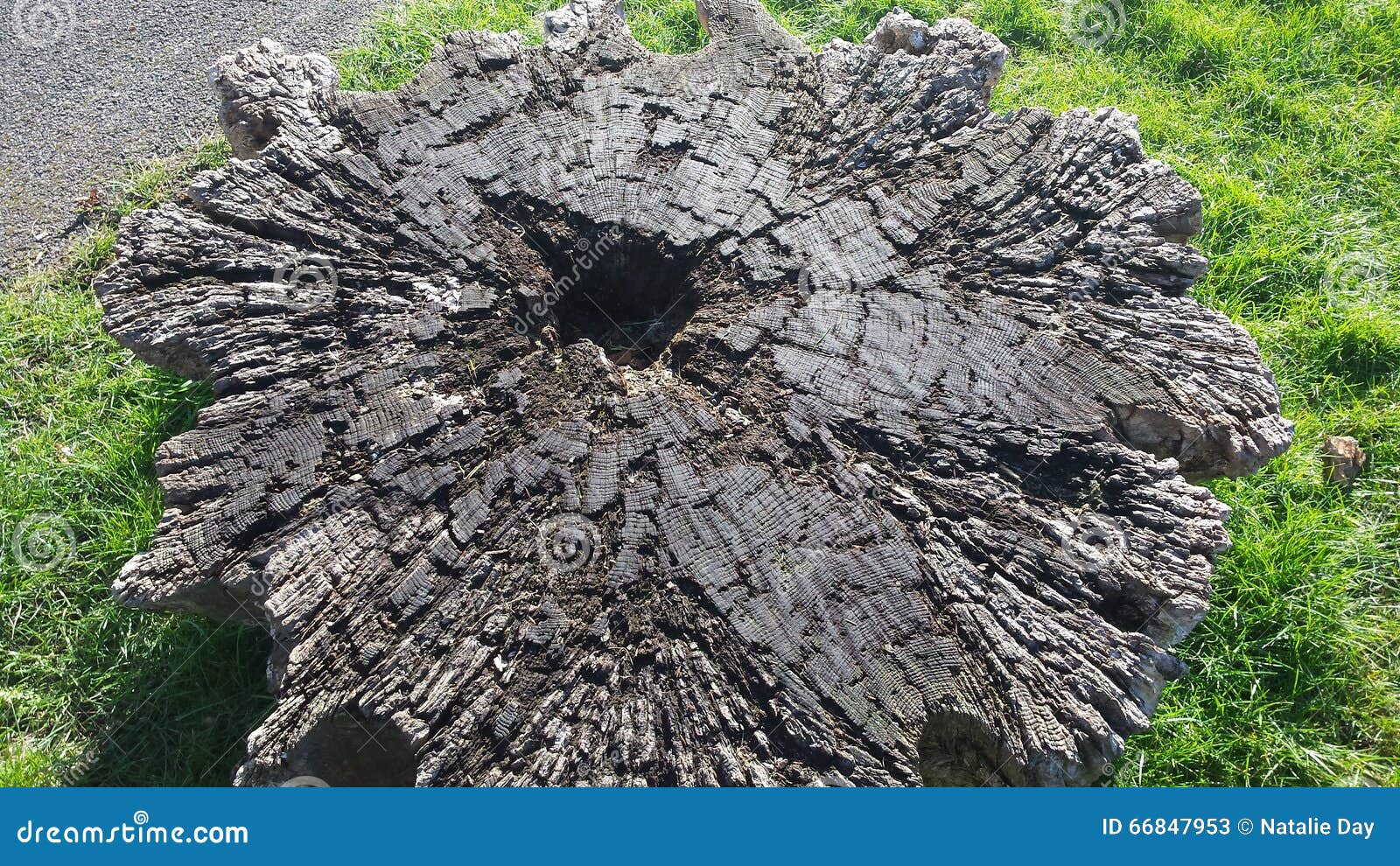 Ancient tree stump stock image. Image of woodland, ancient - 66847953