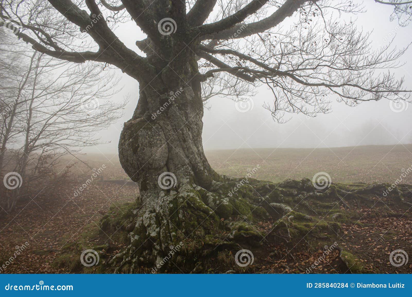 An Ancient Tree Surrounded by Fog Stock Photo - Image of trunk, forest ...