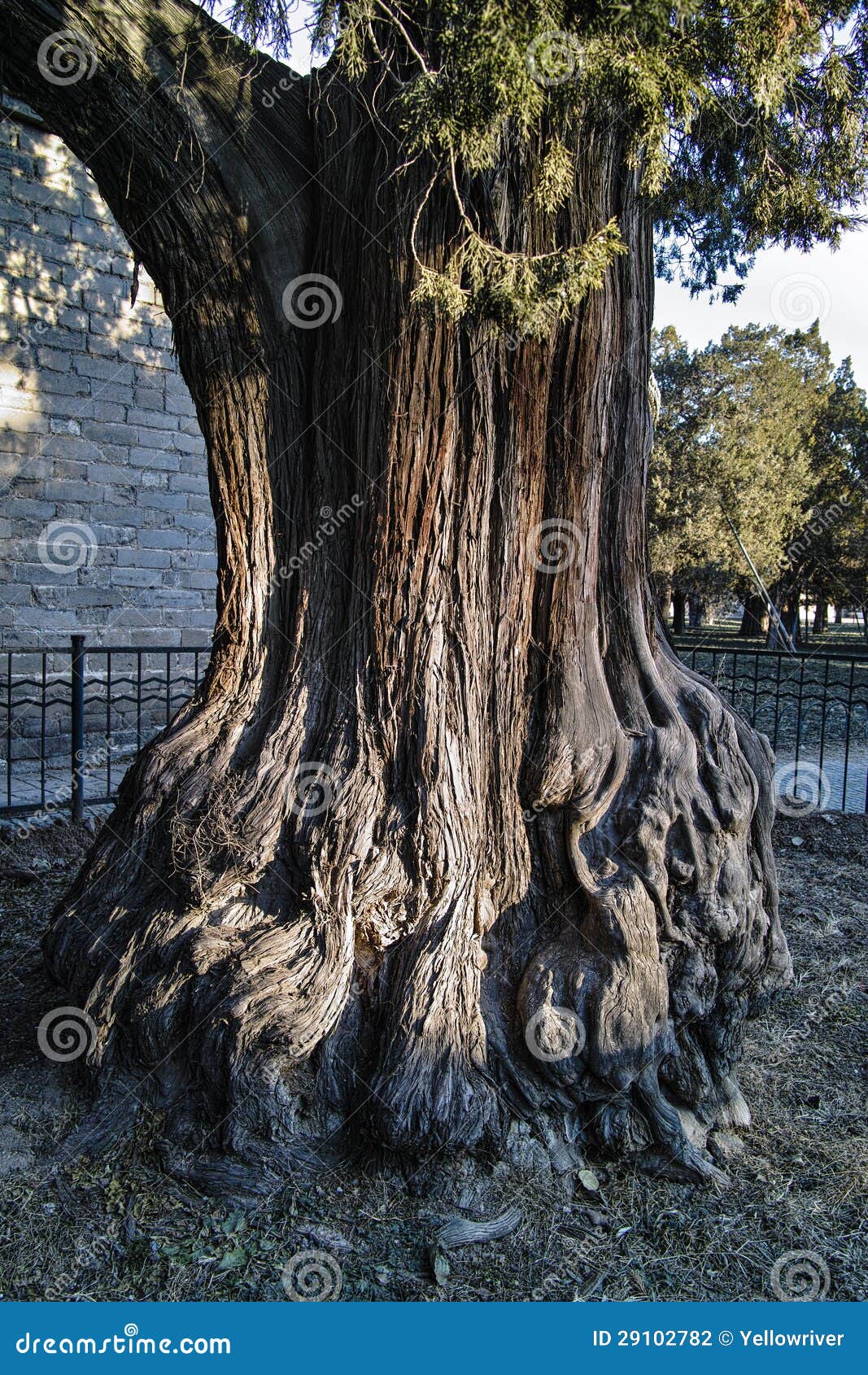 The Ancient Tree in Temple of Heaven Stock Photo - Image of branch ...