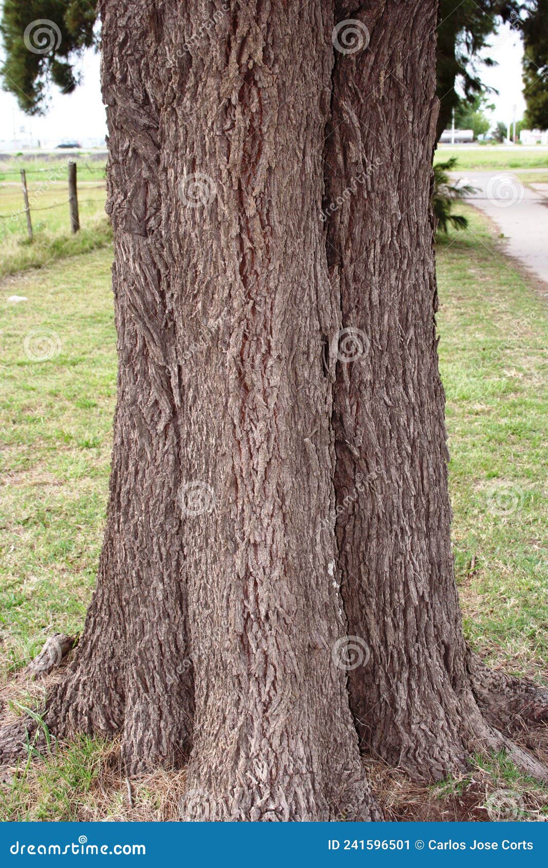 Ancient Tree with Three Trunks Stock Image - Image of pine, three ...