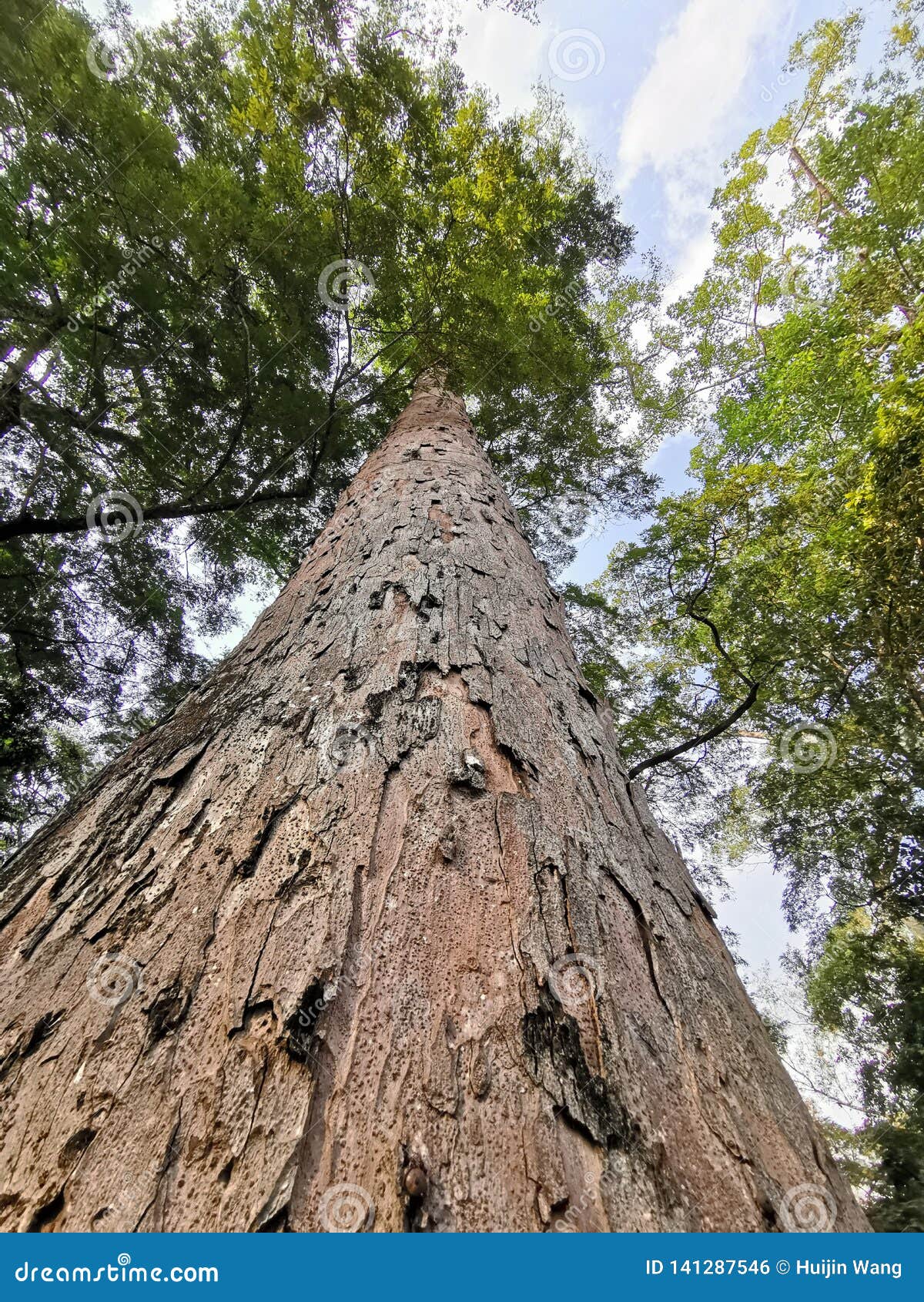 Ancient tree stock photo. Image of stout, ancient, trees - 141287546