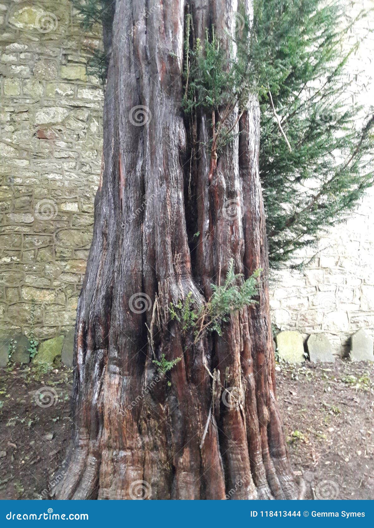 Ancient tree trunk stock photo. Image of graveyard, trunk - 118413444