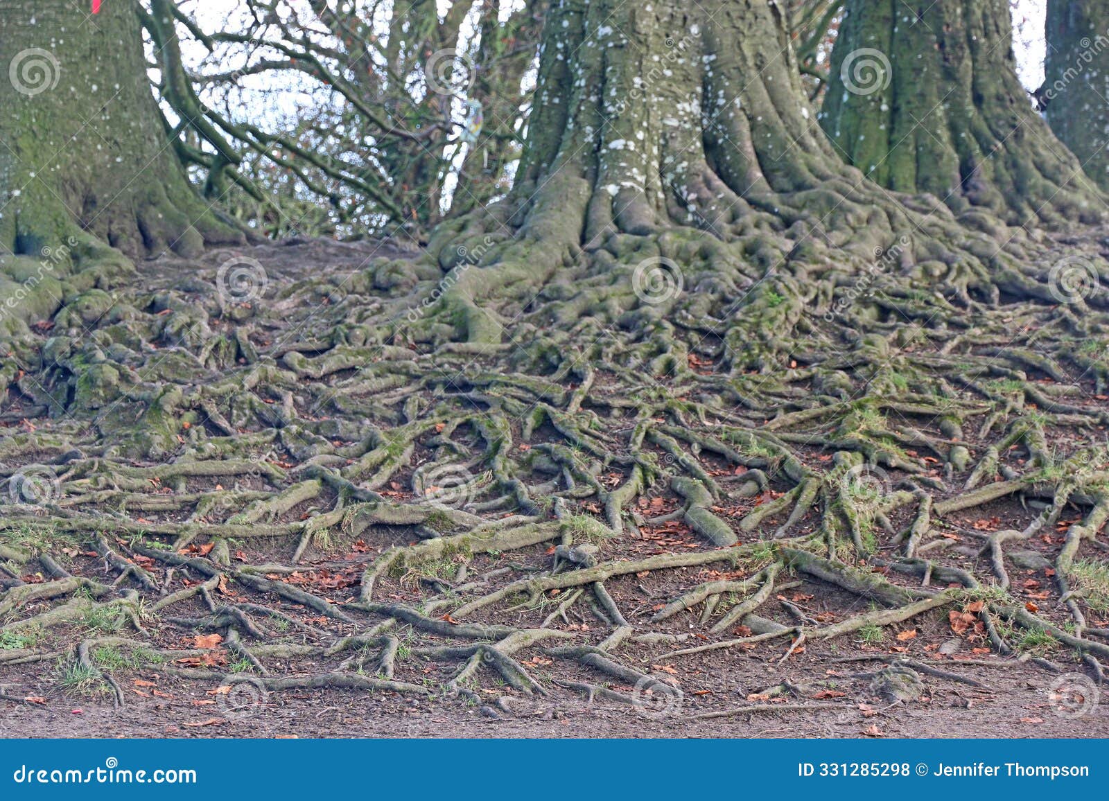 Ancient Tree Trunks and Roots Stock Photo - Image of nature, woodland ...