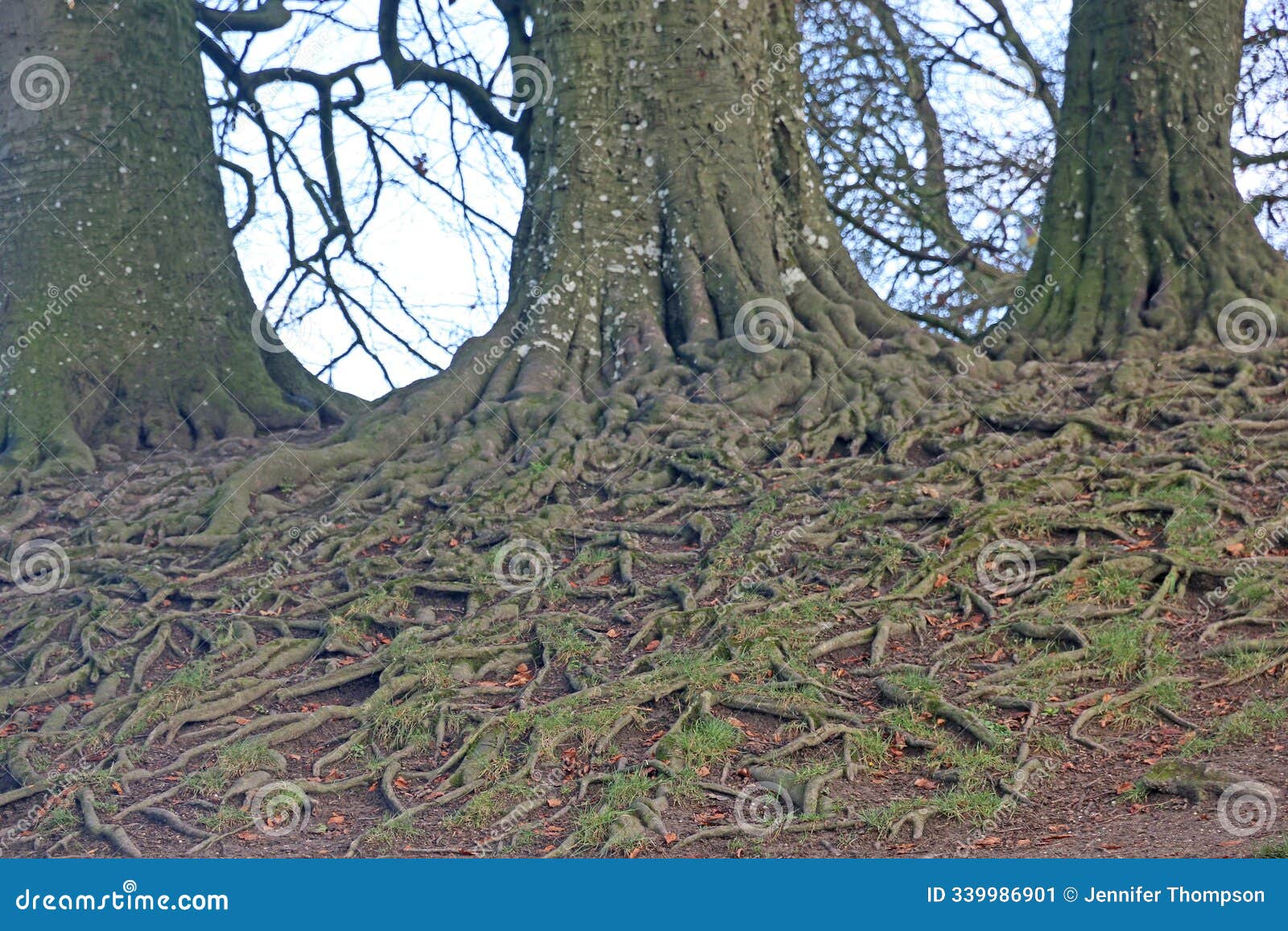 Old And Ancient Dry Tree Stock Photo | CartoonDealer.com #32941974