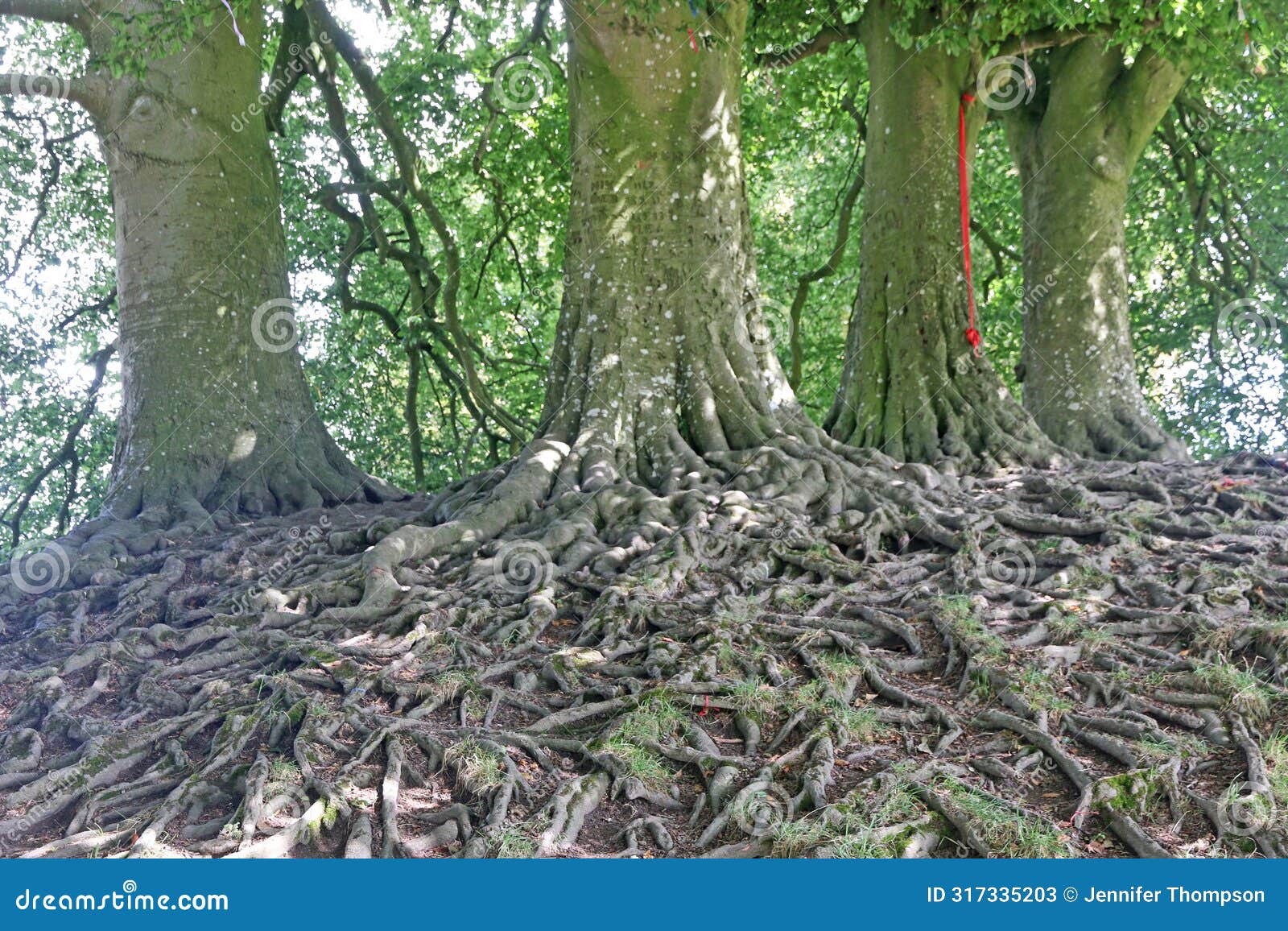 Ancient Tree Trunks and Roots Stock Image - Image of trunk, roots ...