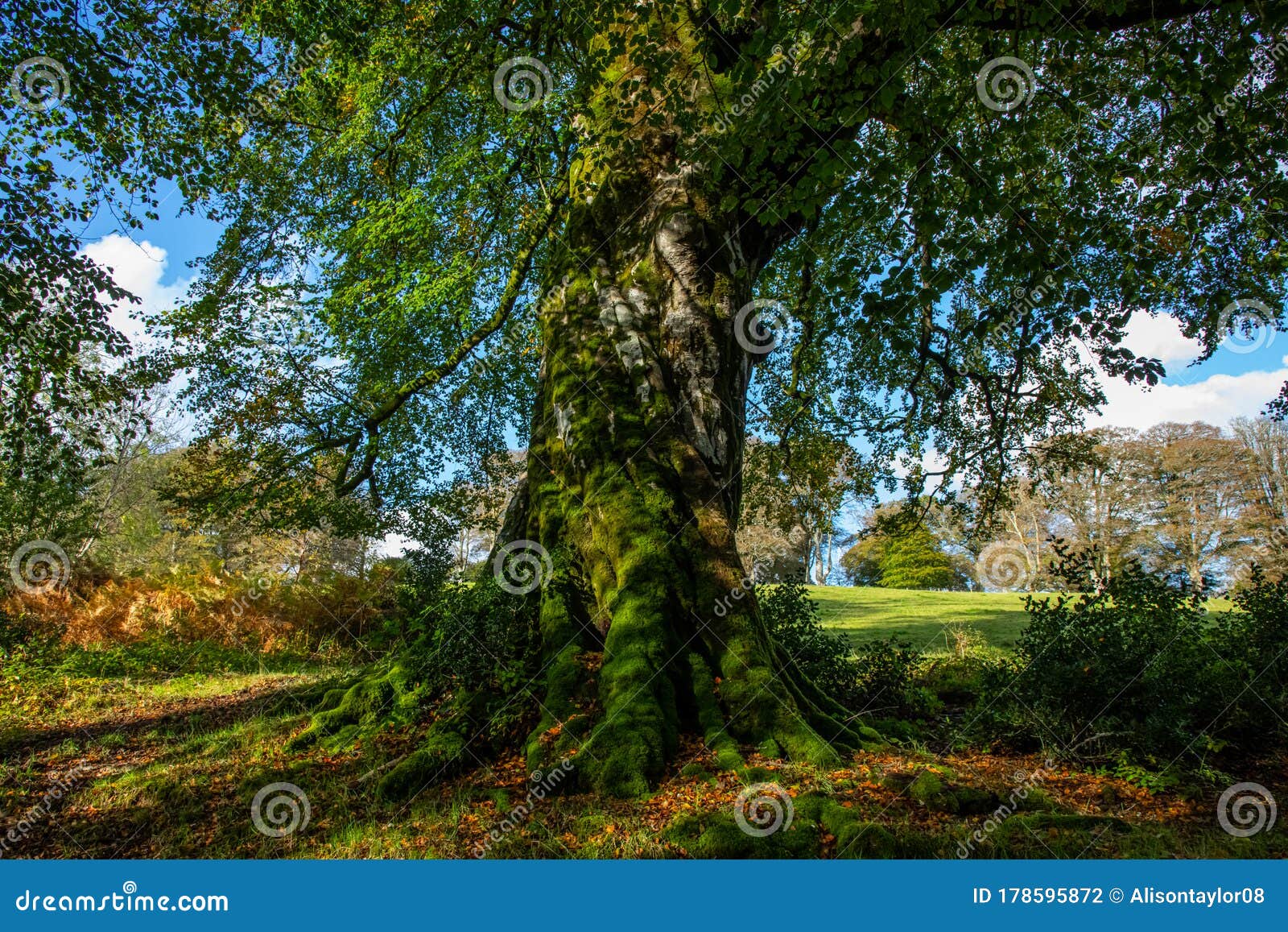 An Ancient Tree with a Twisted Trunk Stock Photo - Image of tree ...