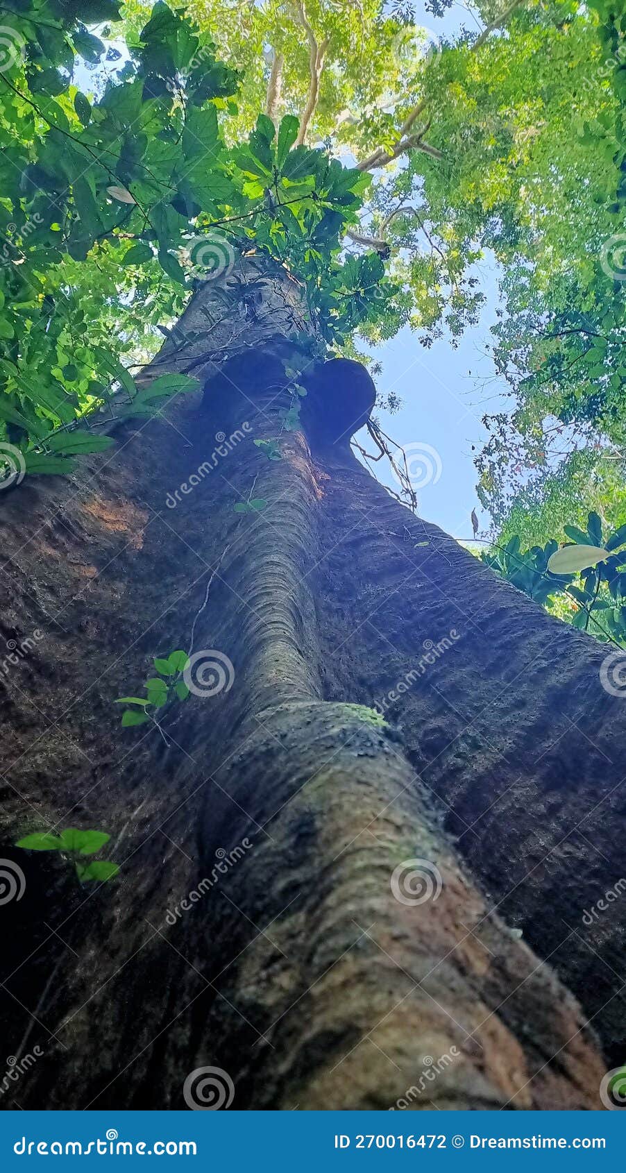 Ancient Tree in the Vast Wilderness Stock Photo - Image of vast ...