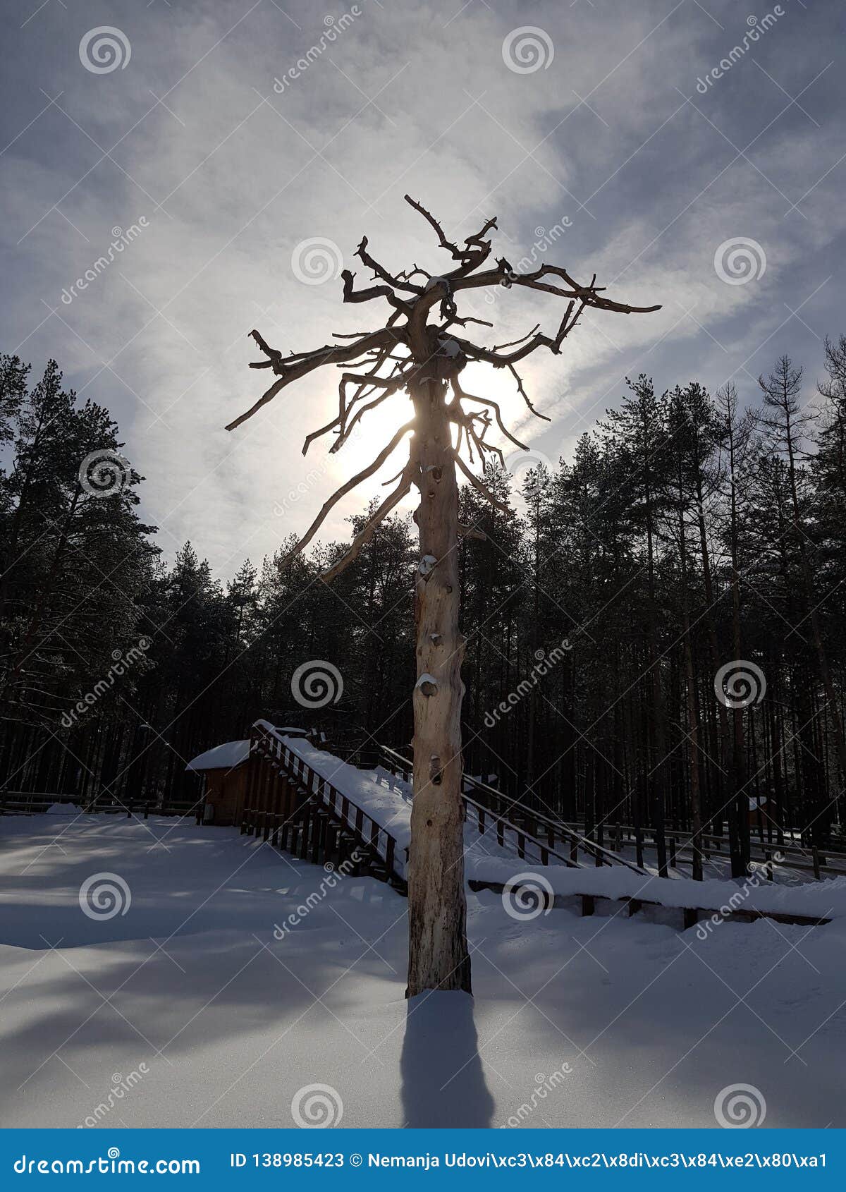 Ancient tree stock image. Image of ancient, tree, giant - 138985423