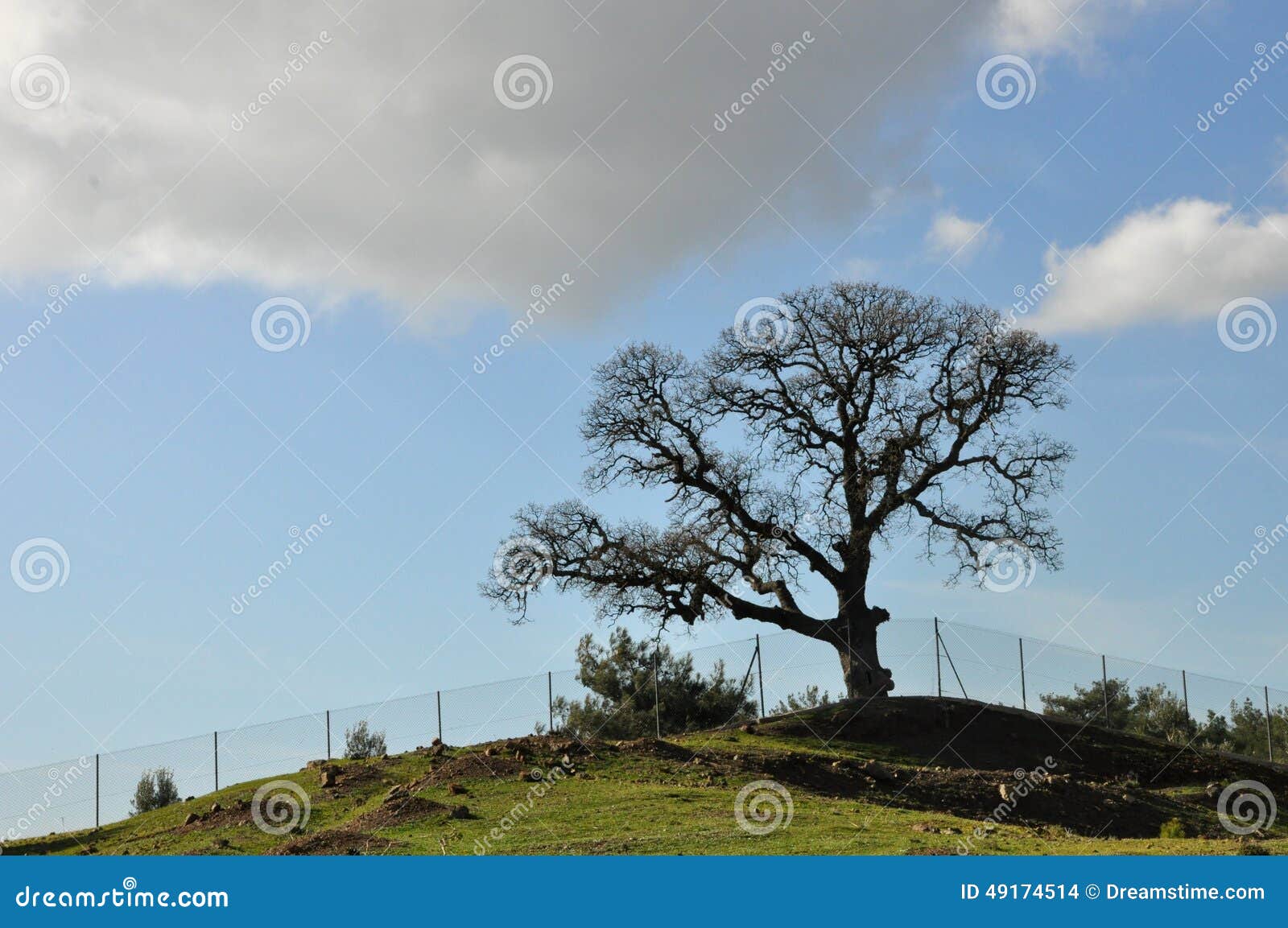 Ancient tree stock photo. Image of seferihisar, turkey - 49174514