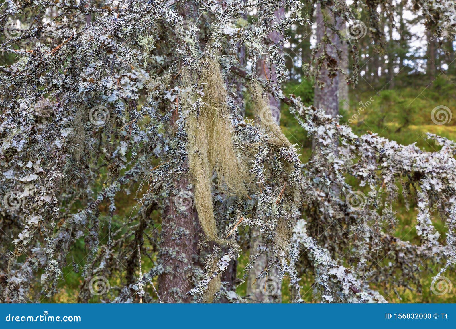 Ancient Trees with Beard Lichen on the Branches Stock Photo - Image of ...