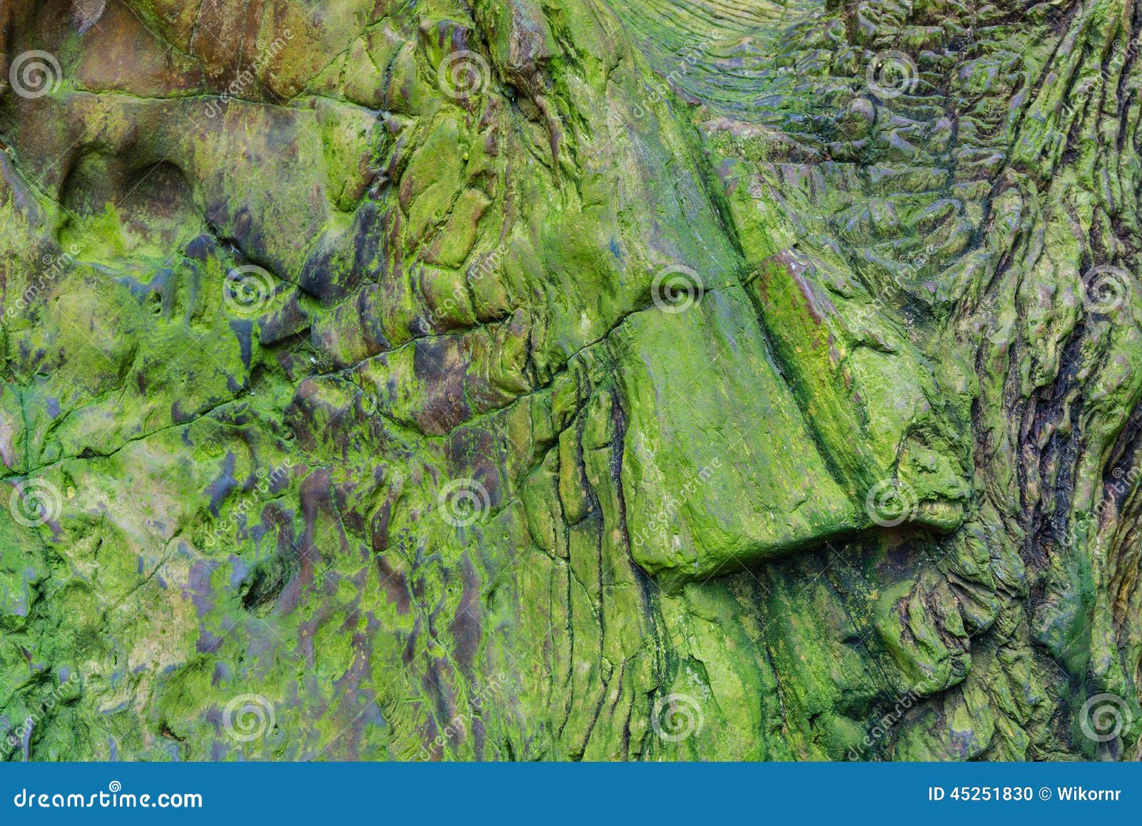Ancient Trees Turn into Stone Stock Photo - Image of green, trees: 45251830