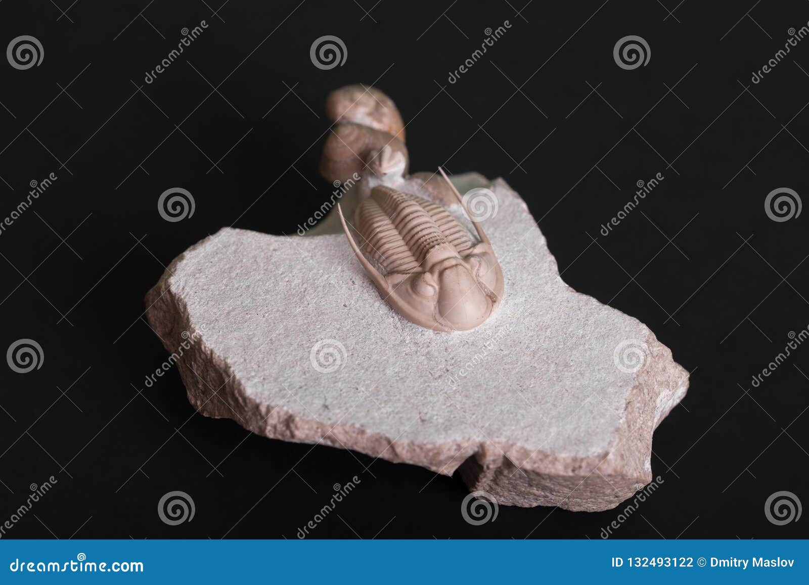 Ancient trilobite closeup stock photo. Image of rock - 132493122