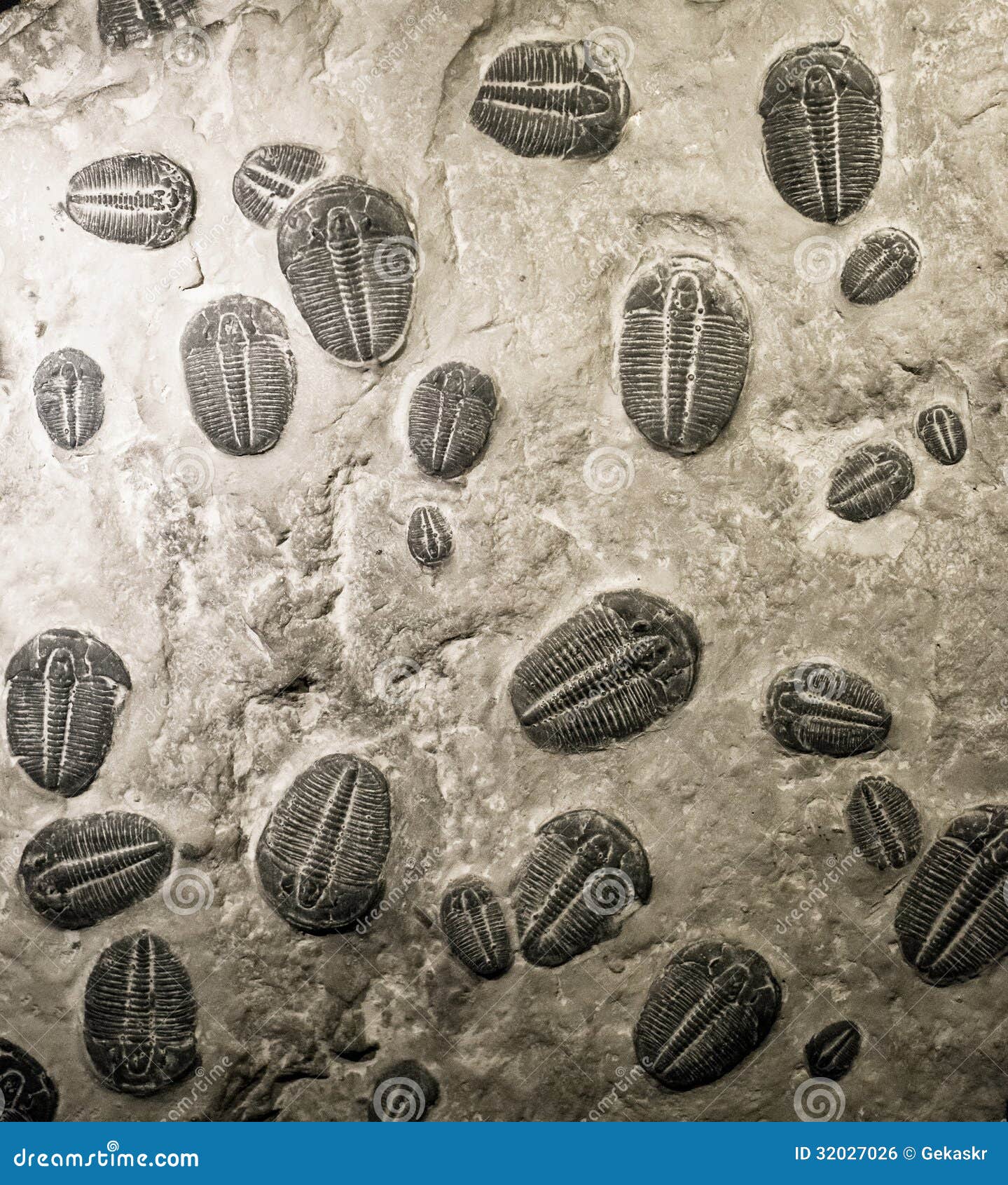 Ancient Trilobites In A Stone. 500 Million Year Old Trilobite ...