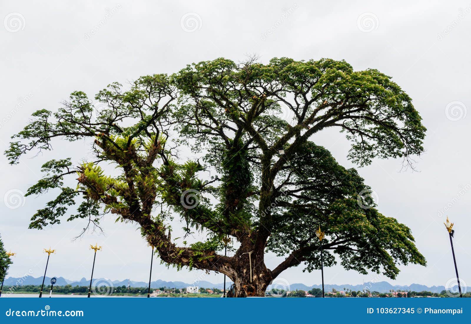 Ancient Tropical Rain Tree Thailand Stock Image - Image of countryside ...