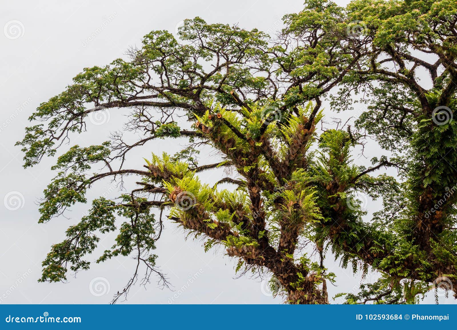 Ancient Tropical Rain Tree Thailand. Stock Photo - Image of landscape ...