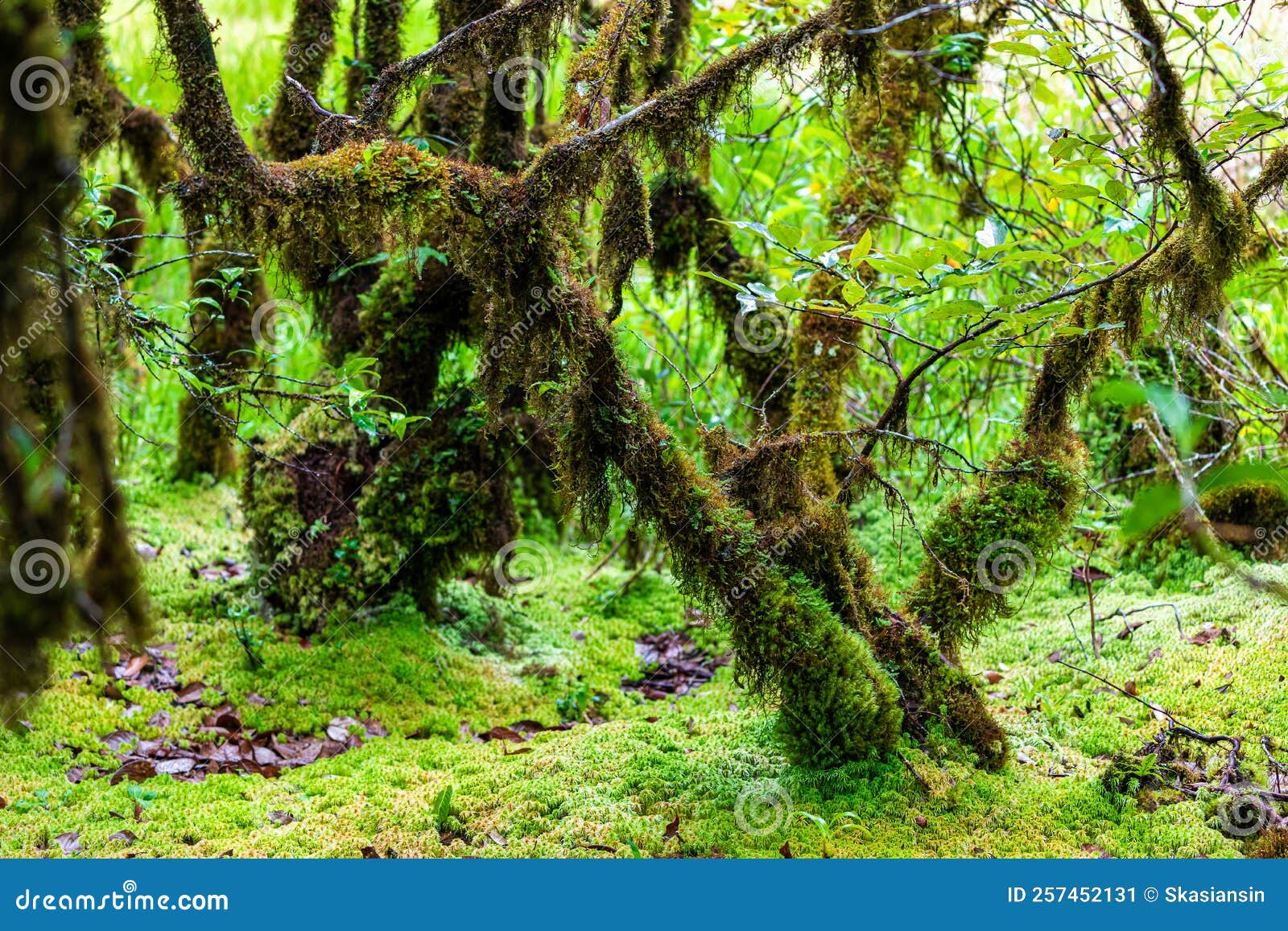 Ancient Tropical Rainforest Trees Growing on Green Moss Area Stock ...