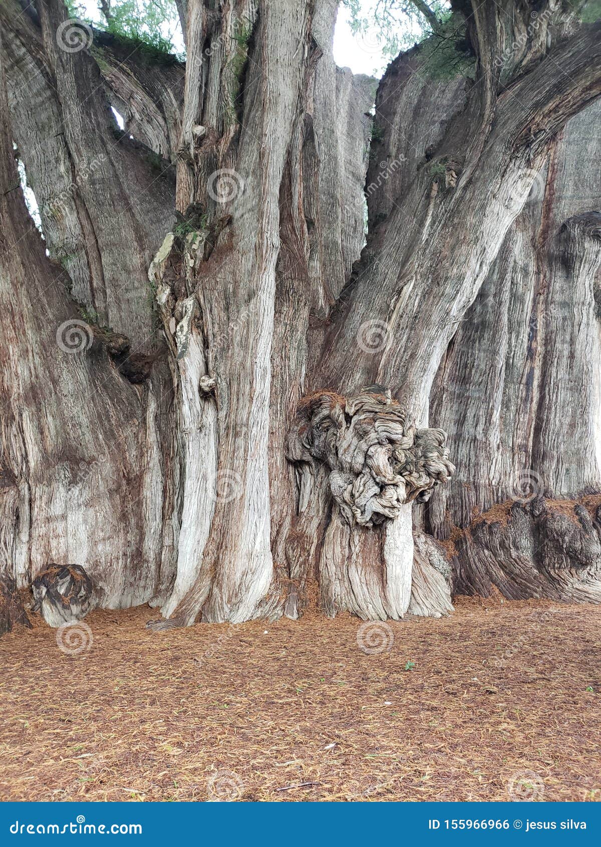 Ancient Tule tree stock photo. Image of tree, tule, ancient - 155966966
