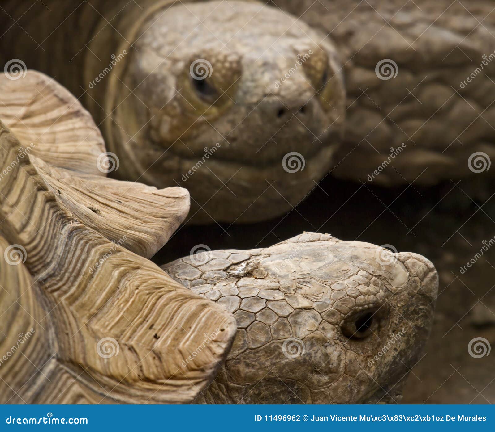 Ancient Turtles stock photo. Image of scale, turtle, shell - 11496962
