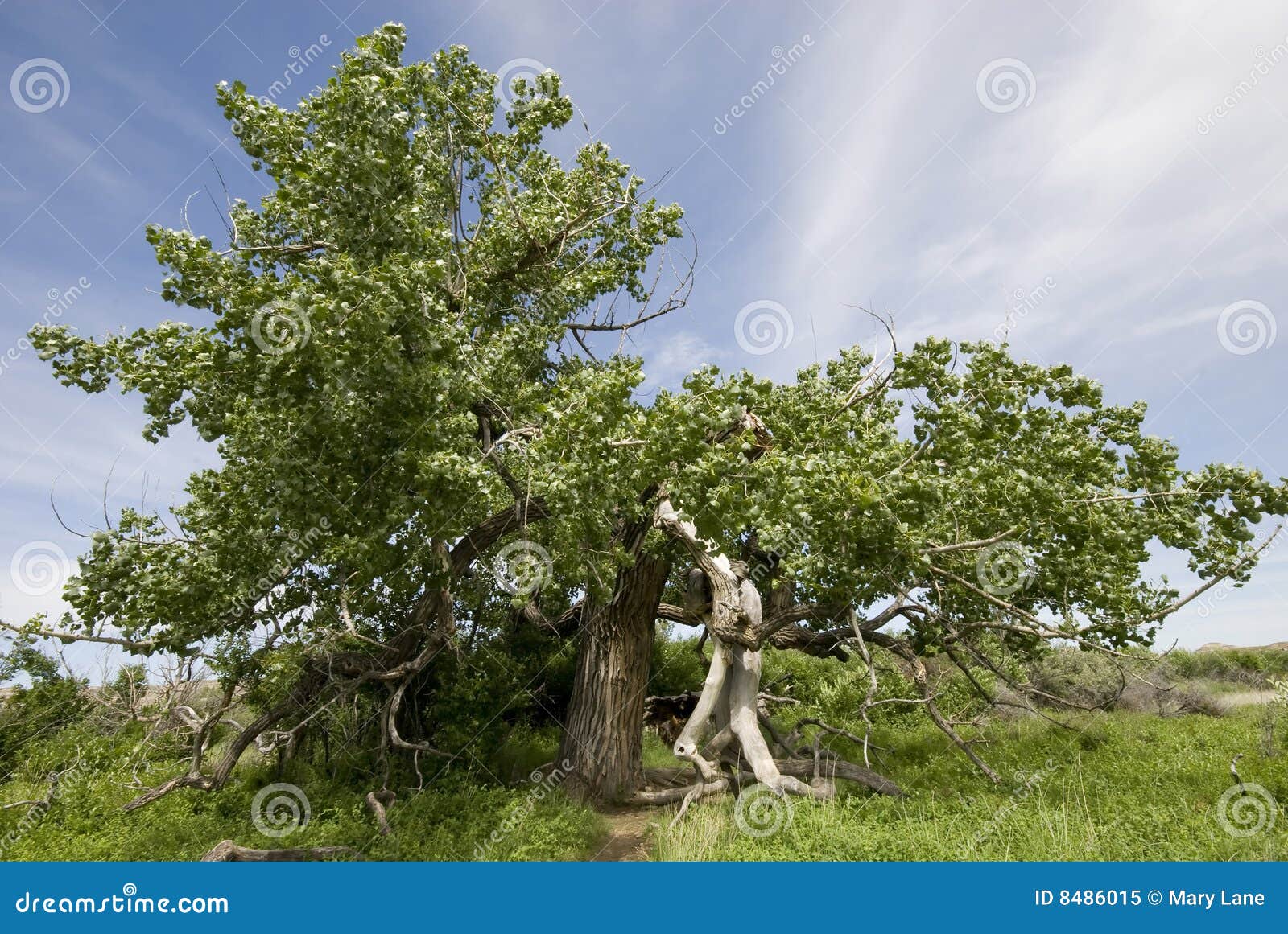 Ancient Twisted Tree stock image. Image of trunk, nature - 8486015