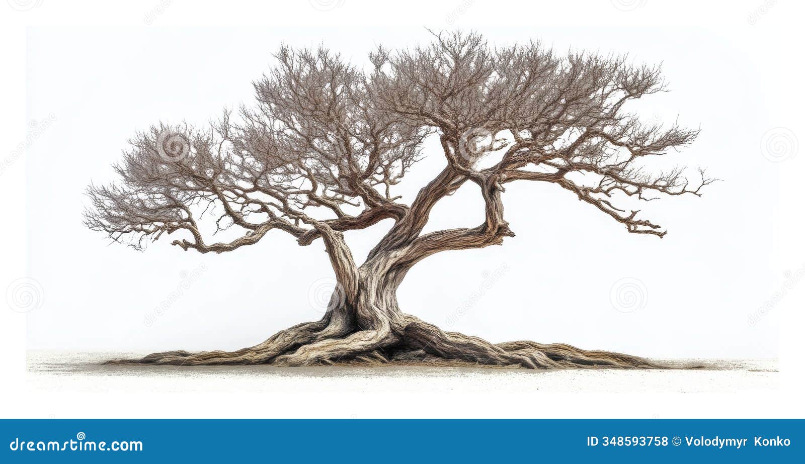 Ancient Twisted Tree with Bare Branches on Transparent Background ...
