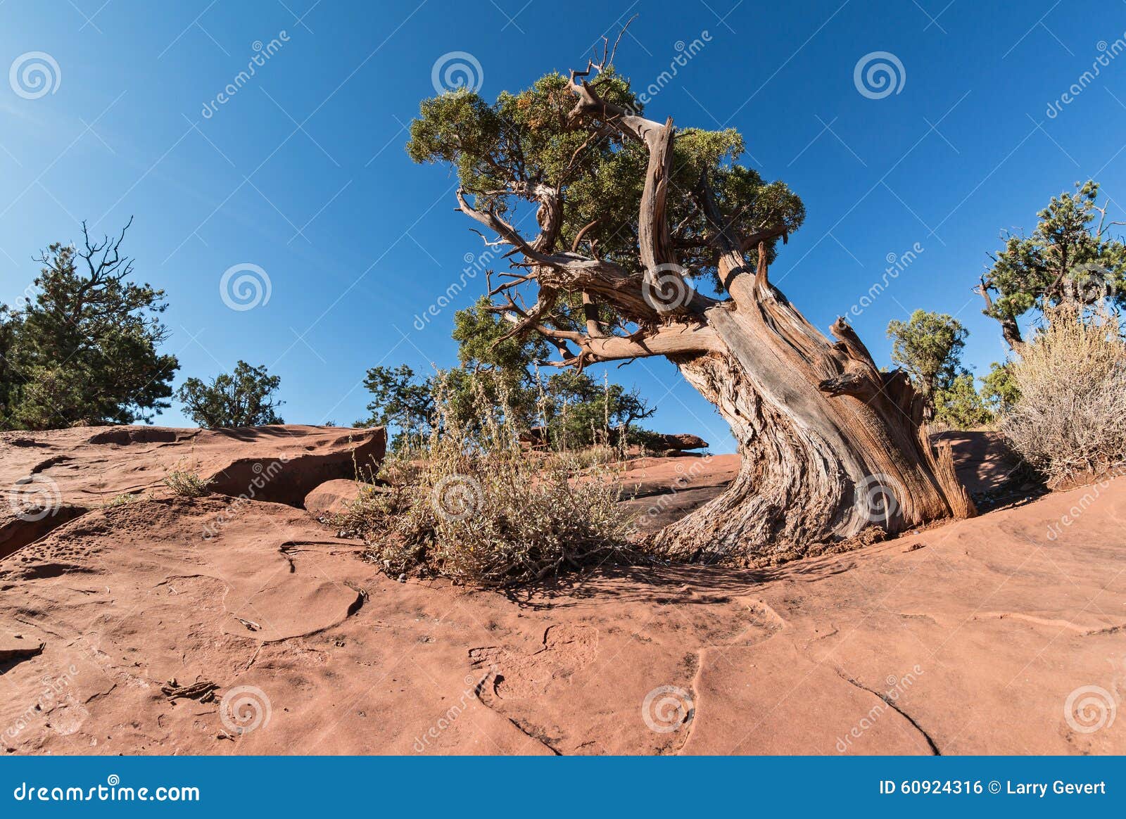 Ancient Utah Juniper stock photo. Image of ridge, high - 60924316