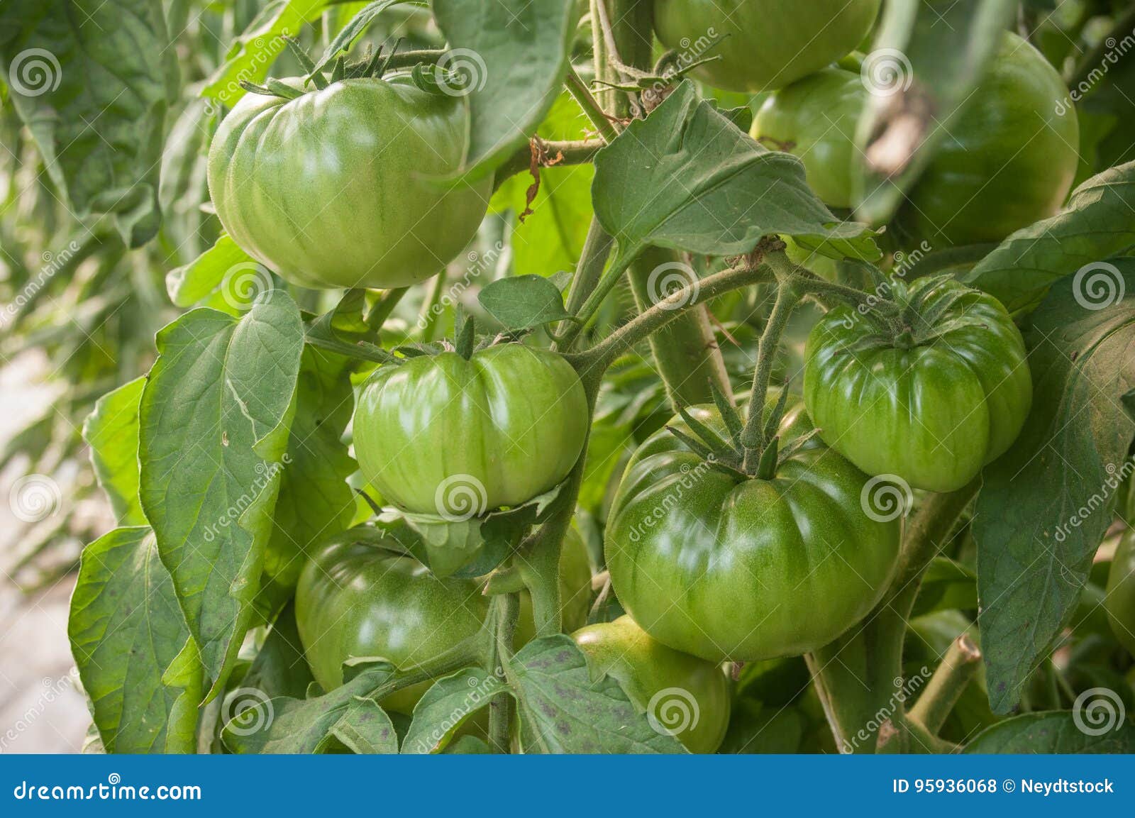 Ancient Variety of Tomatoes in a Green House Stock Photo - Image of ...