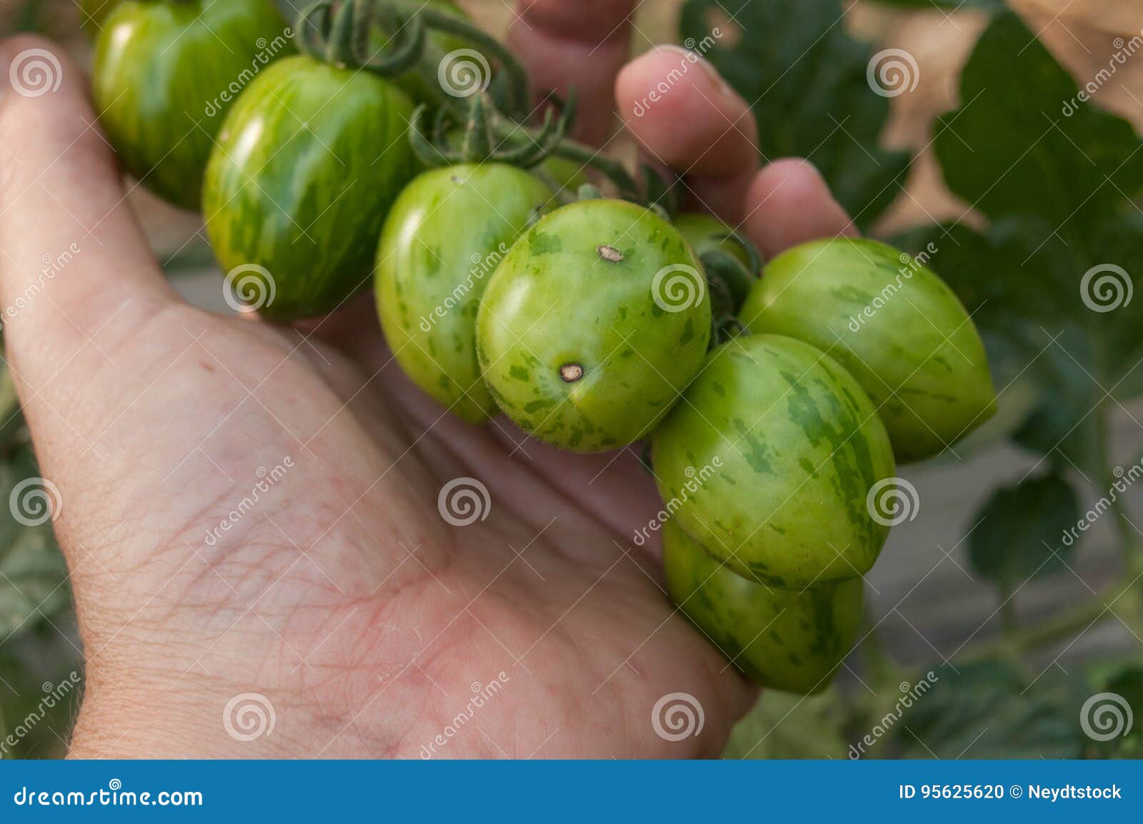 Tomatoes, Ancient Varieties Of Various Tomatoes On Exterior Garden ...