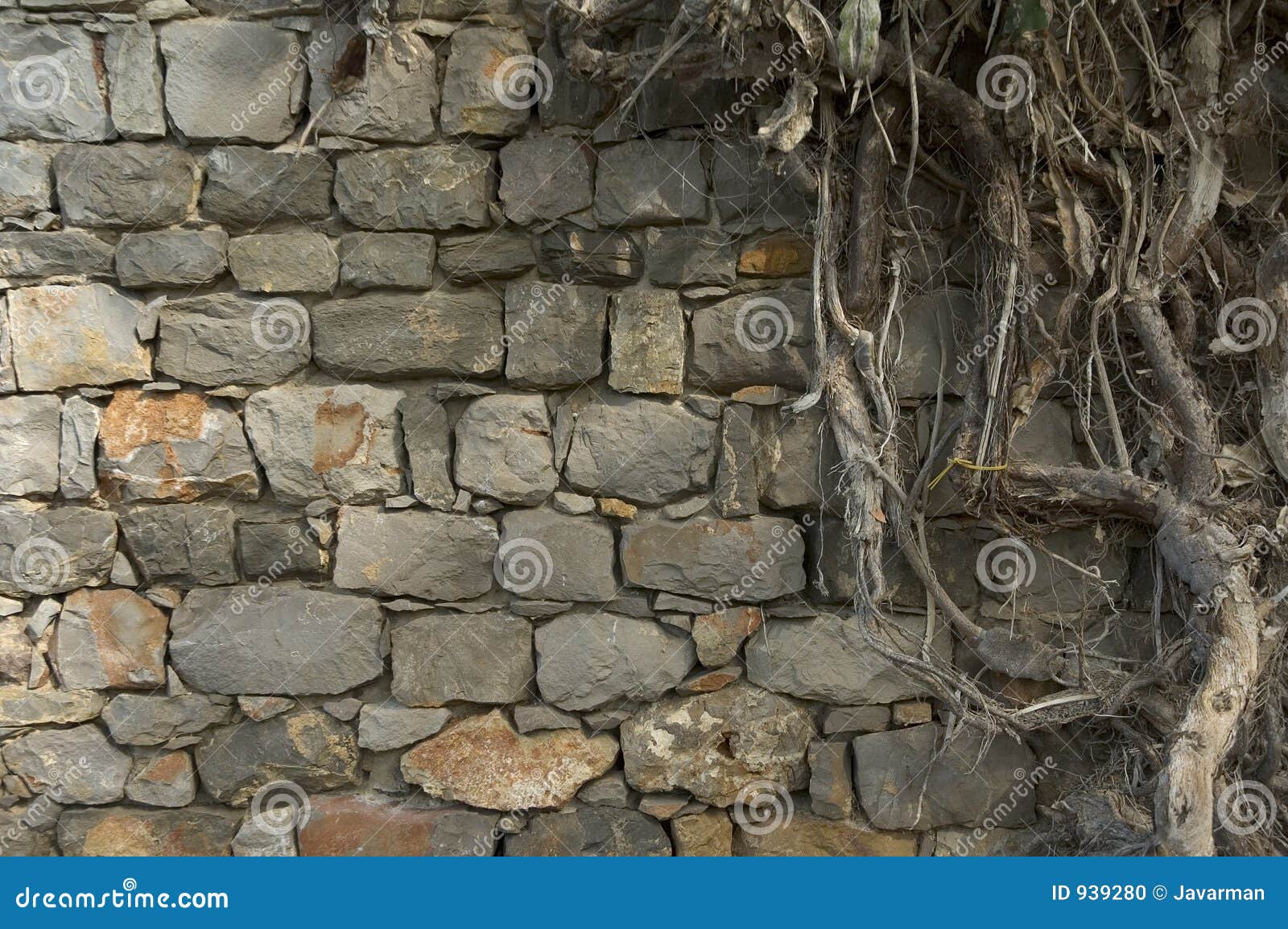 Ancient wall and roots stock photo. Image of dirt, grunge - 939280