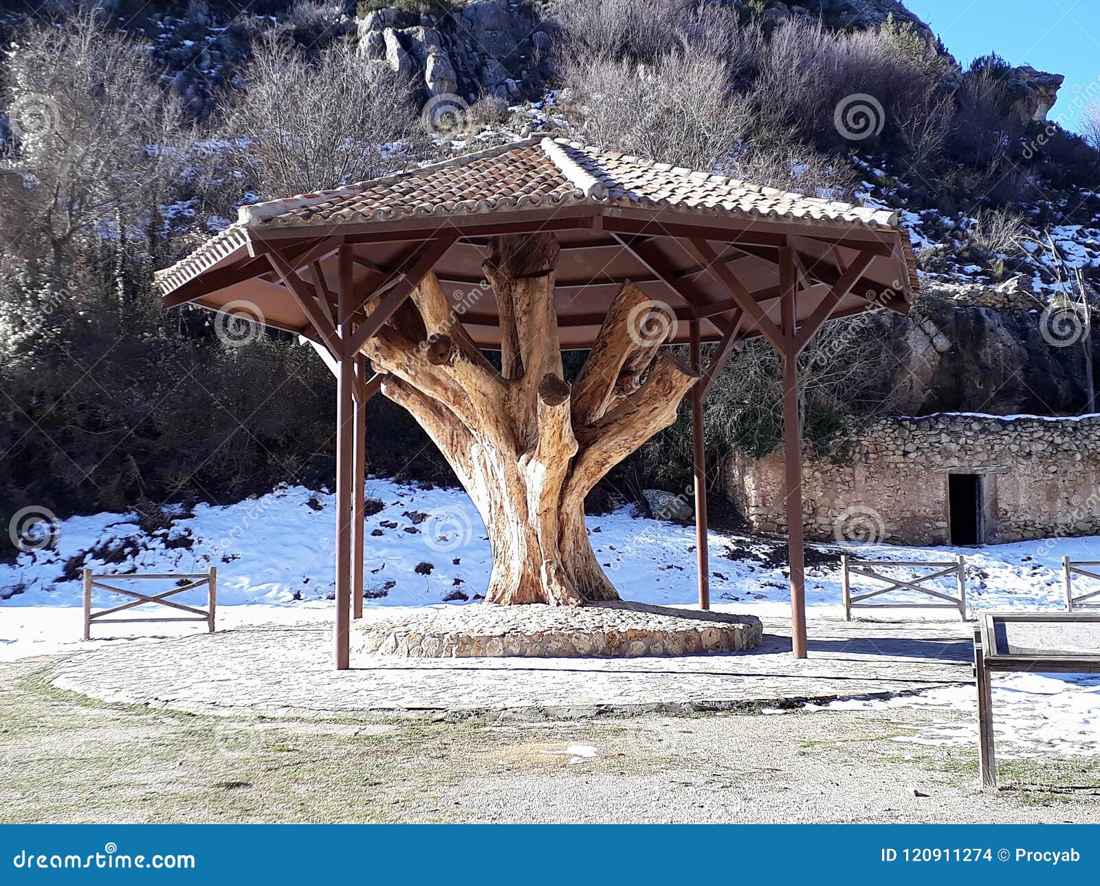 Ancient walnut stock photo. Image of walnut, mountains - 120911274