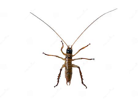Ancient Weta Isolated on White Stock Photo - Image of prehistoric ...