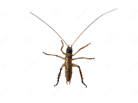 Ancient Weta Isolated on White Stock Photo - Image of prehistoric ...