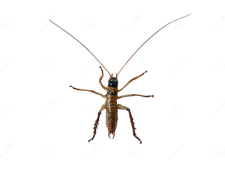 Ancient Weta Isolated on White Stock Photo - Image of prehistoric ...