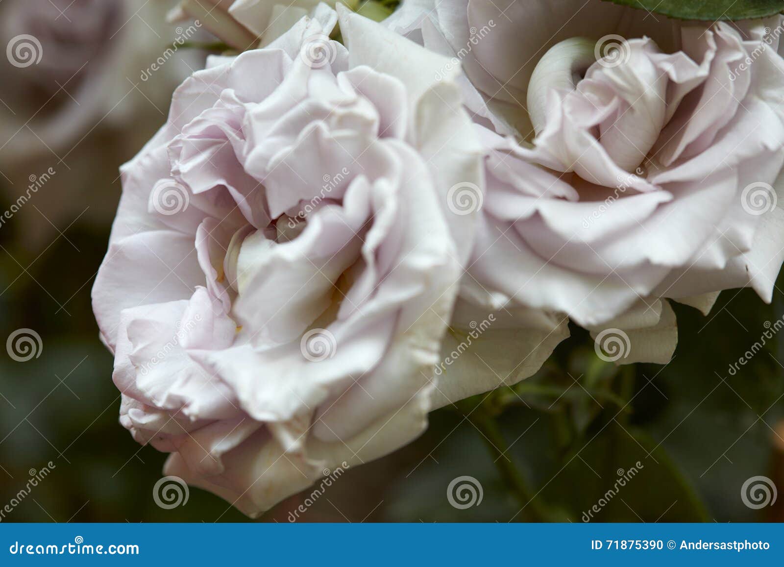 Ancient White Roses Macro in the Garden Stock Photo - Image of flower ...