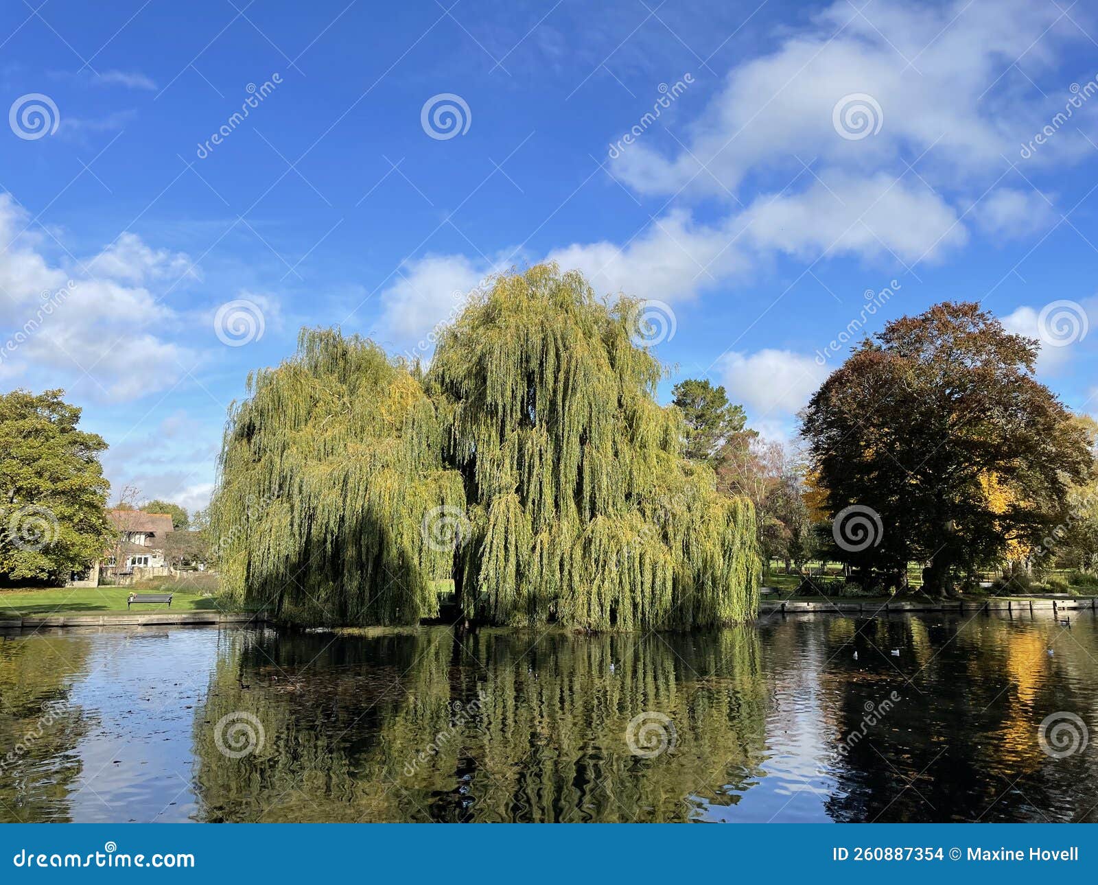 Ancient Willow Tree on Lake Stock Photo - Image of tree, flower: 260887354