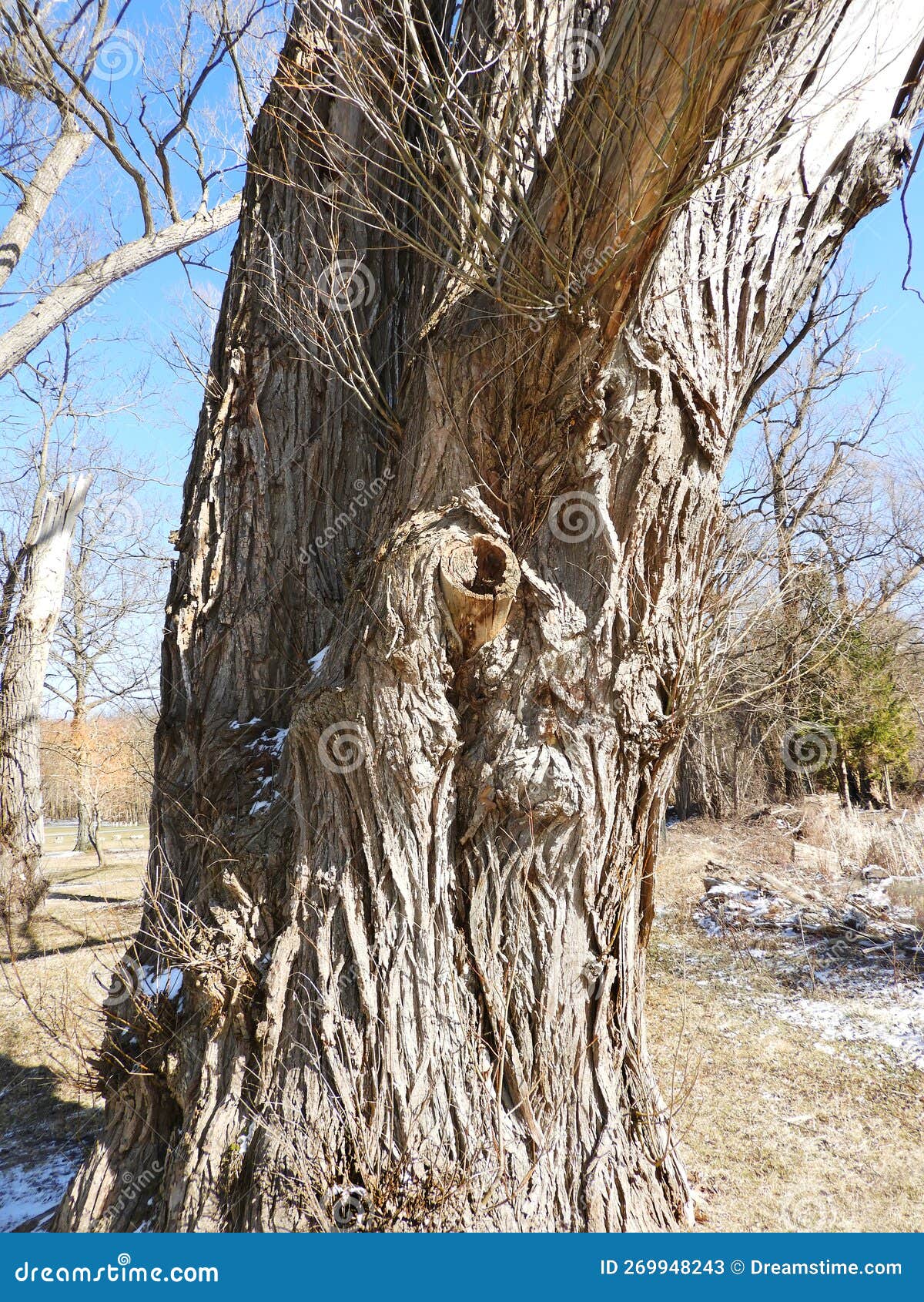 Ancient Willow Tree on Otisco Lake Shore in Fingerlakes Stock Image ...