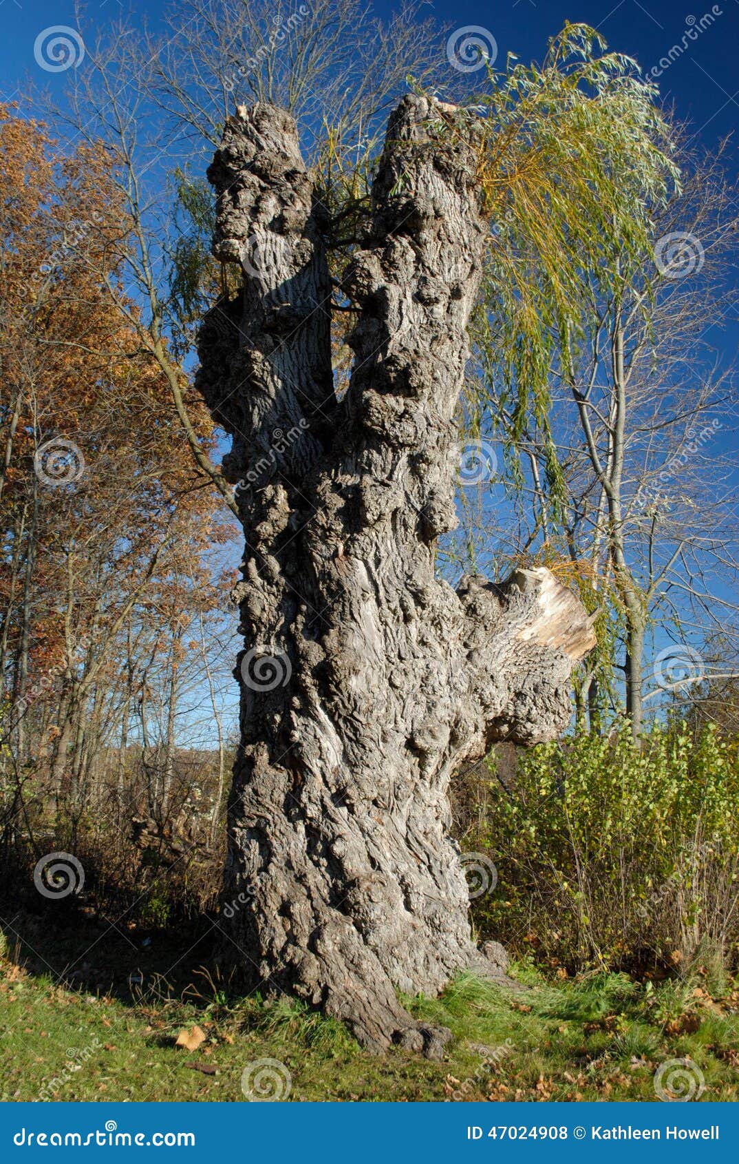 Ancient Willow Tree stock photo. Image of knotted, massive - 47024908