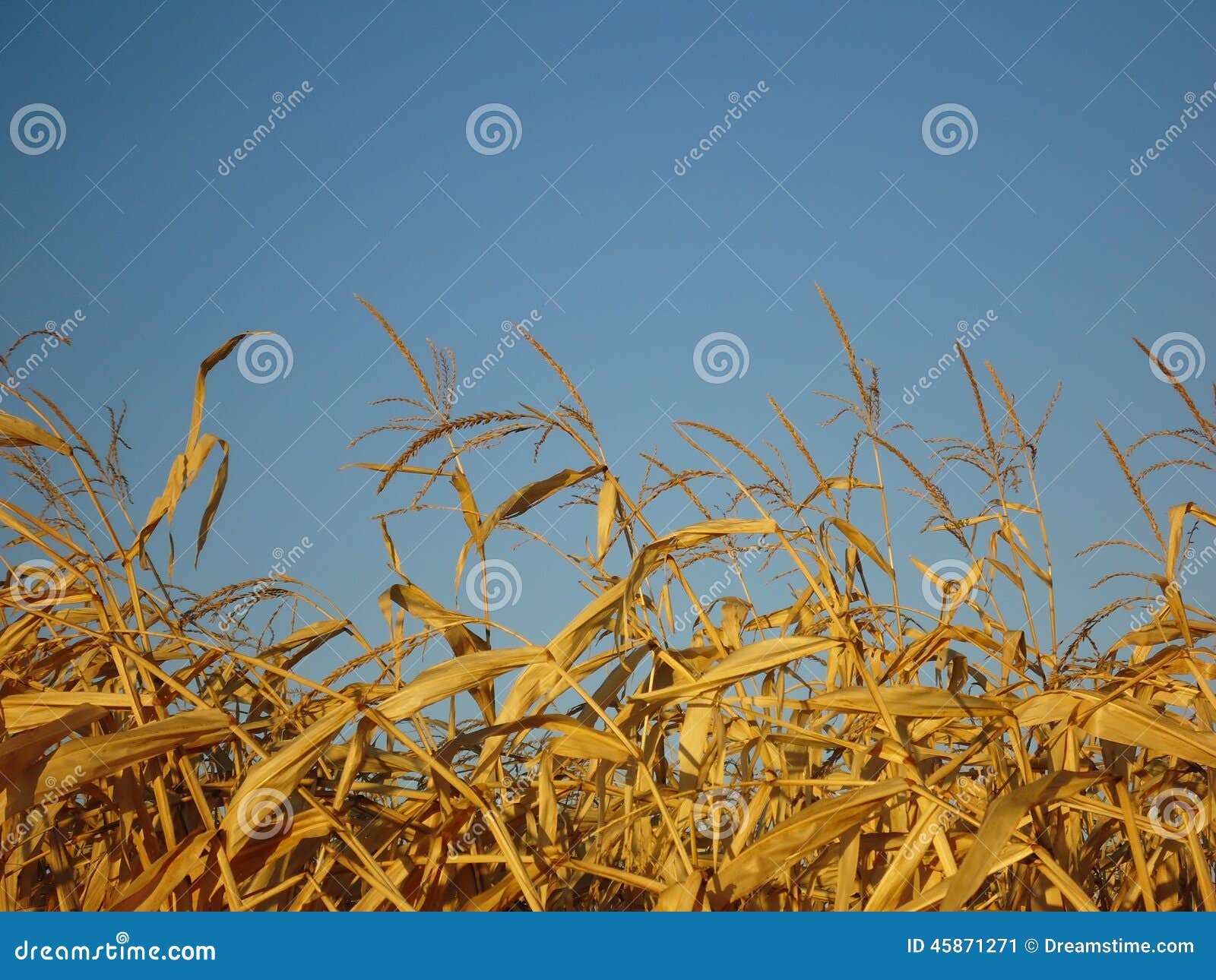 Ancient Wood 1 stock image. Image of hunt, agriculture - 45871271