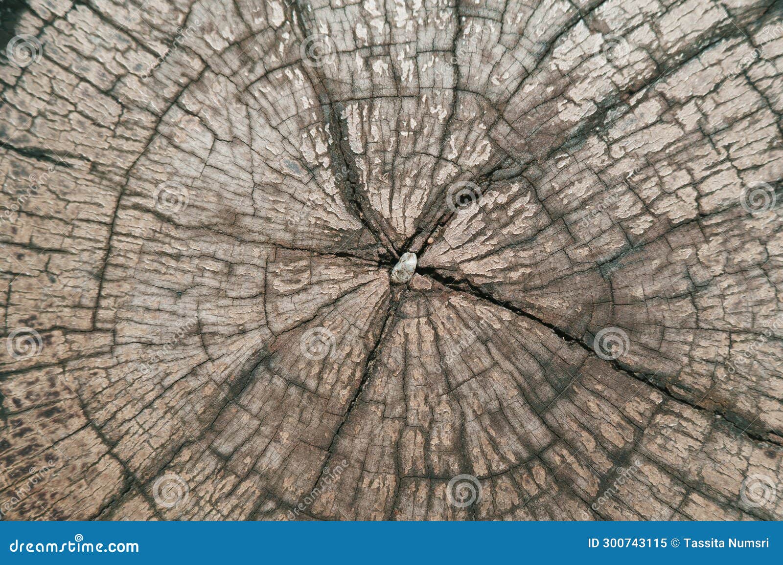 Ancient Wood Log Texture in the Countryside Stock Image - Image of tree ...