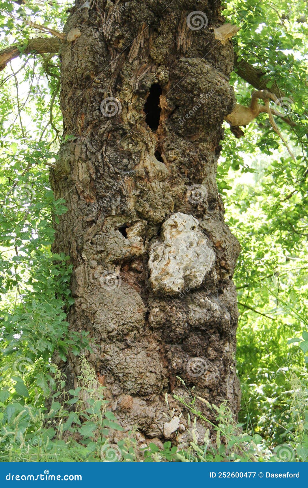 Ancient Woodland Tree. stock image. Image of nature - 252600477