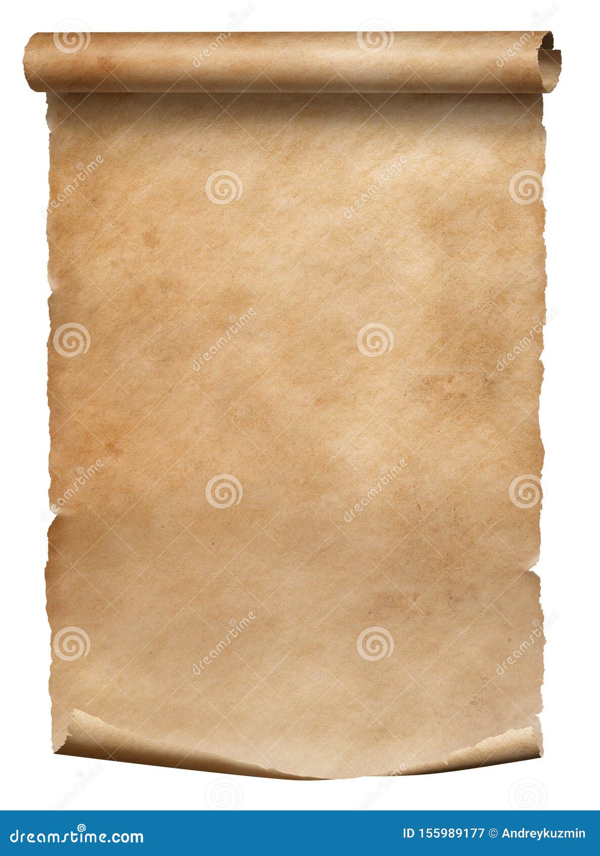 Old Parchment Diploma Scroll Isolated on White Stock Image - Image of ...