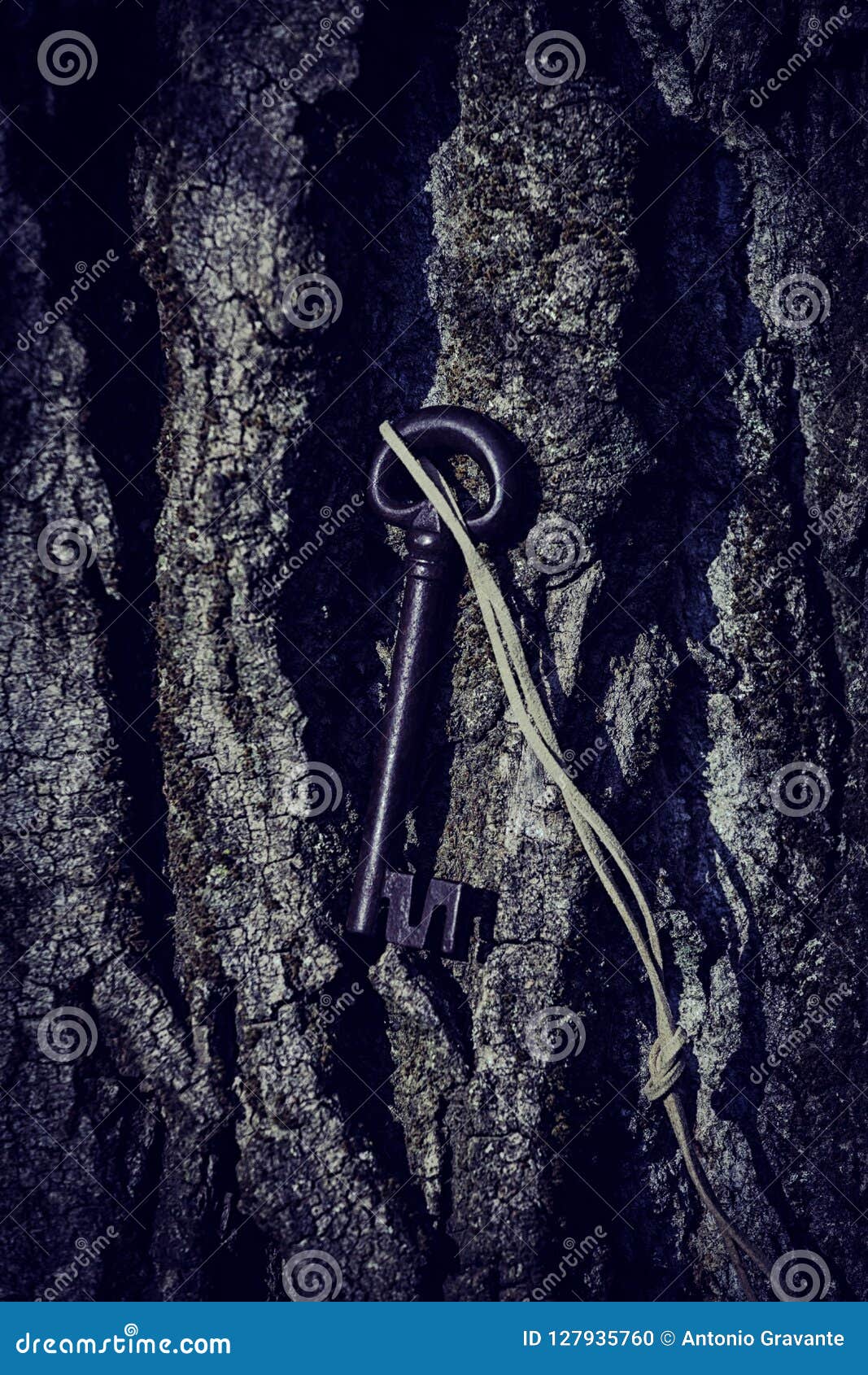Ancient Wrought Iron Key on Tree Bark. Stock Photo - Image of freshness ...