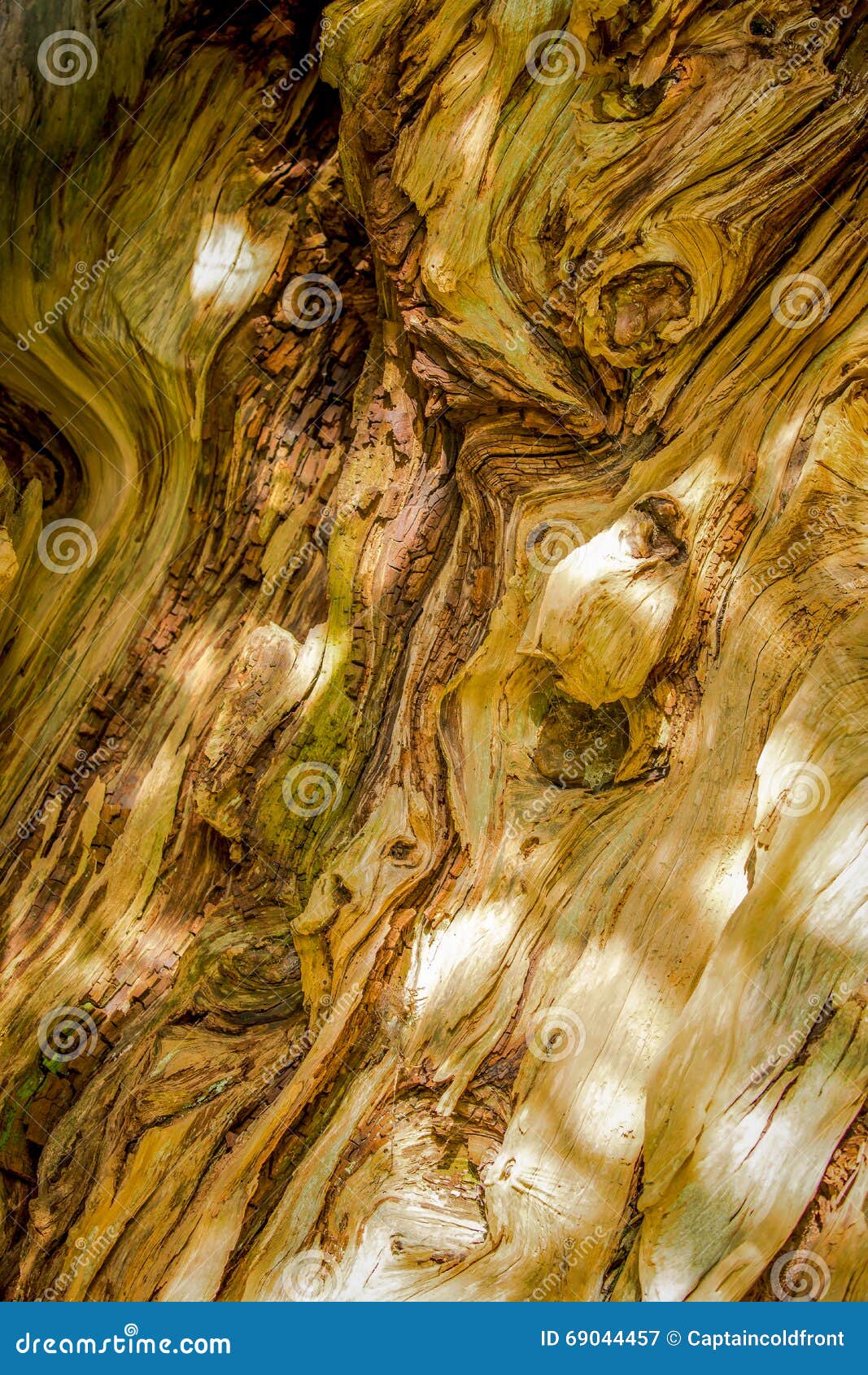 Ancient yew bark stock image. Image of conservation, material - 69044457