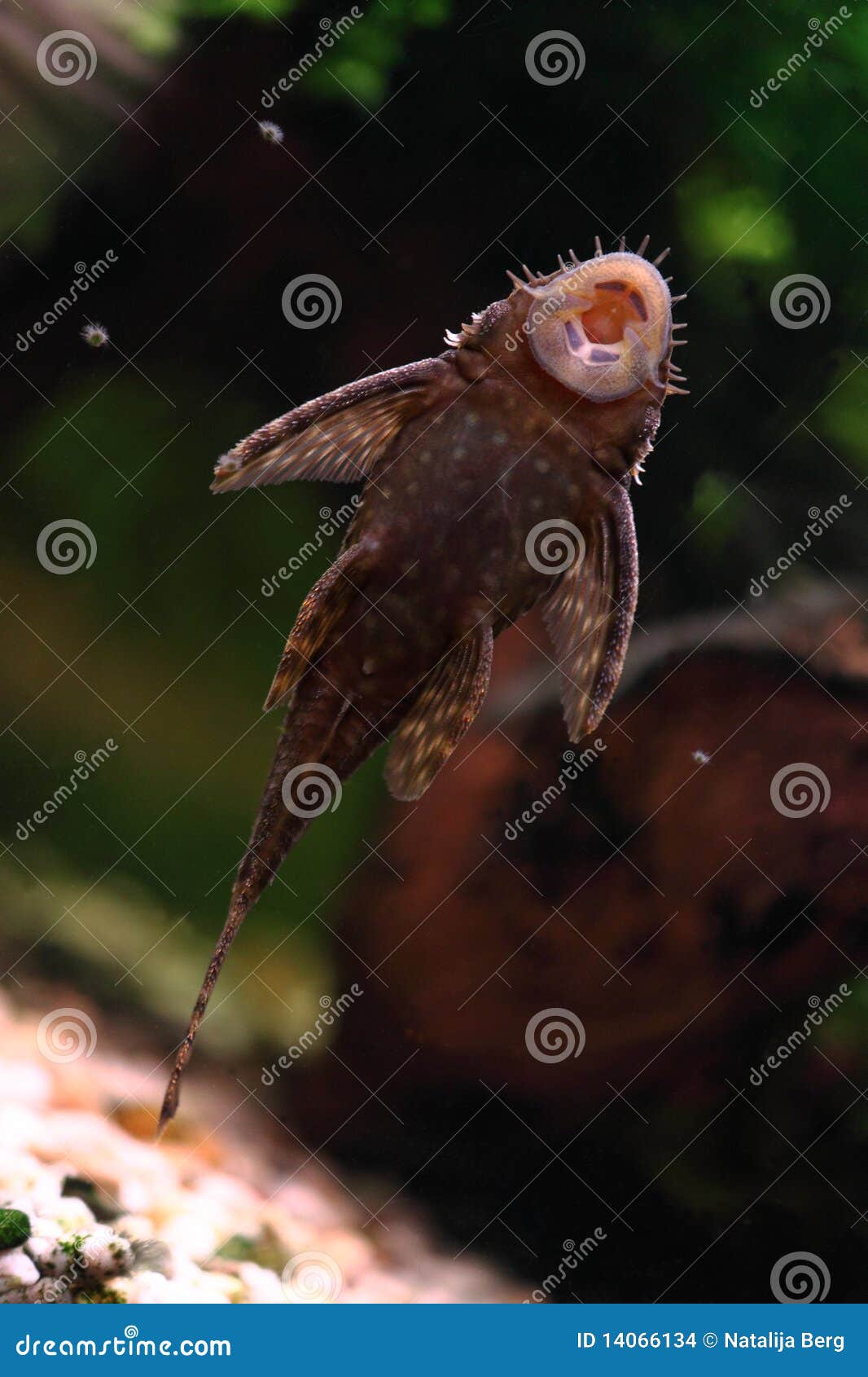 Ancistrus (Bristle-nose Catfish) On A Stone Royalty-Free Stock Image ...