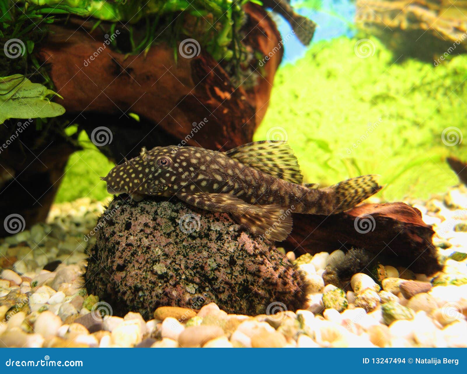 Ancistrus (Bristle-nose Catfish) on a Stone Stock Photo - Image of snag ...