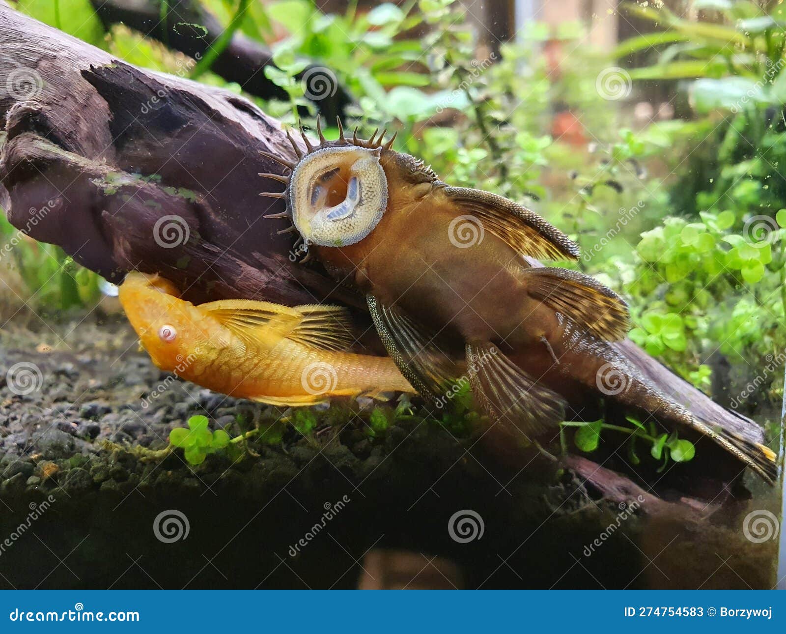 The Blue Ancistrus Catfish Or Common Ancistrus Ancistrus Dolichopterus ...