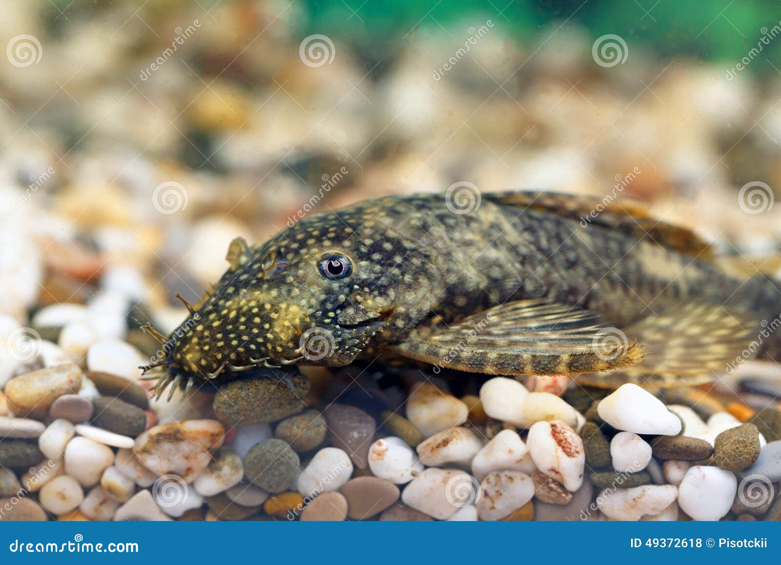 Ancistrus dolichopterus stock photo. Image of freshwater - 49372618